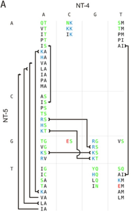 How do proteins bind to nucleotide sequences?