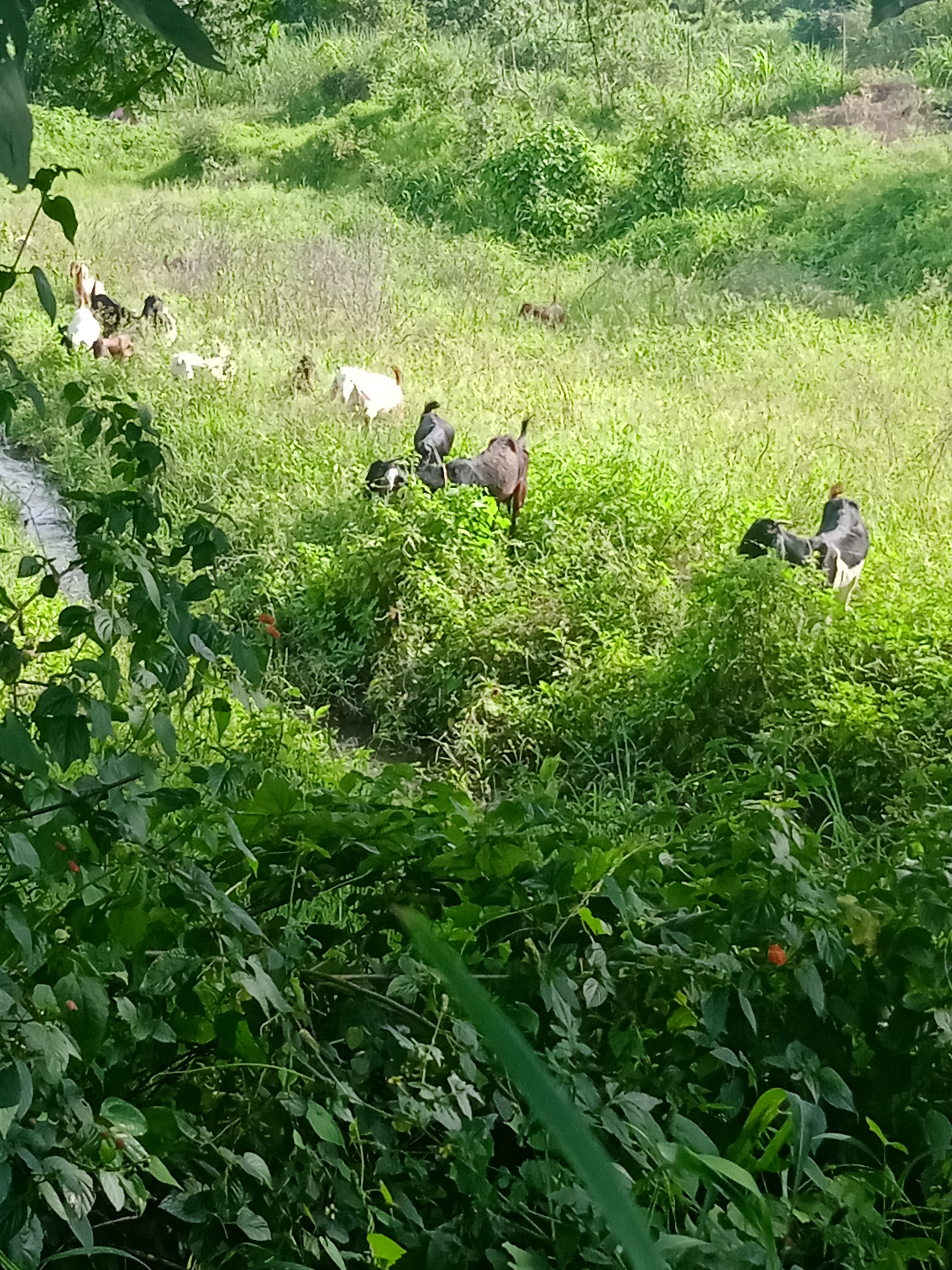 The lllustrated Guide to Eating Goat Potty for Gut Biome Recovery