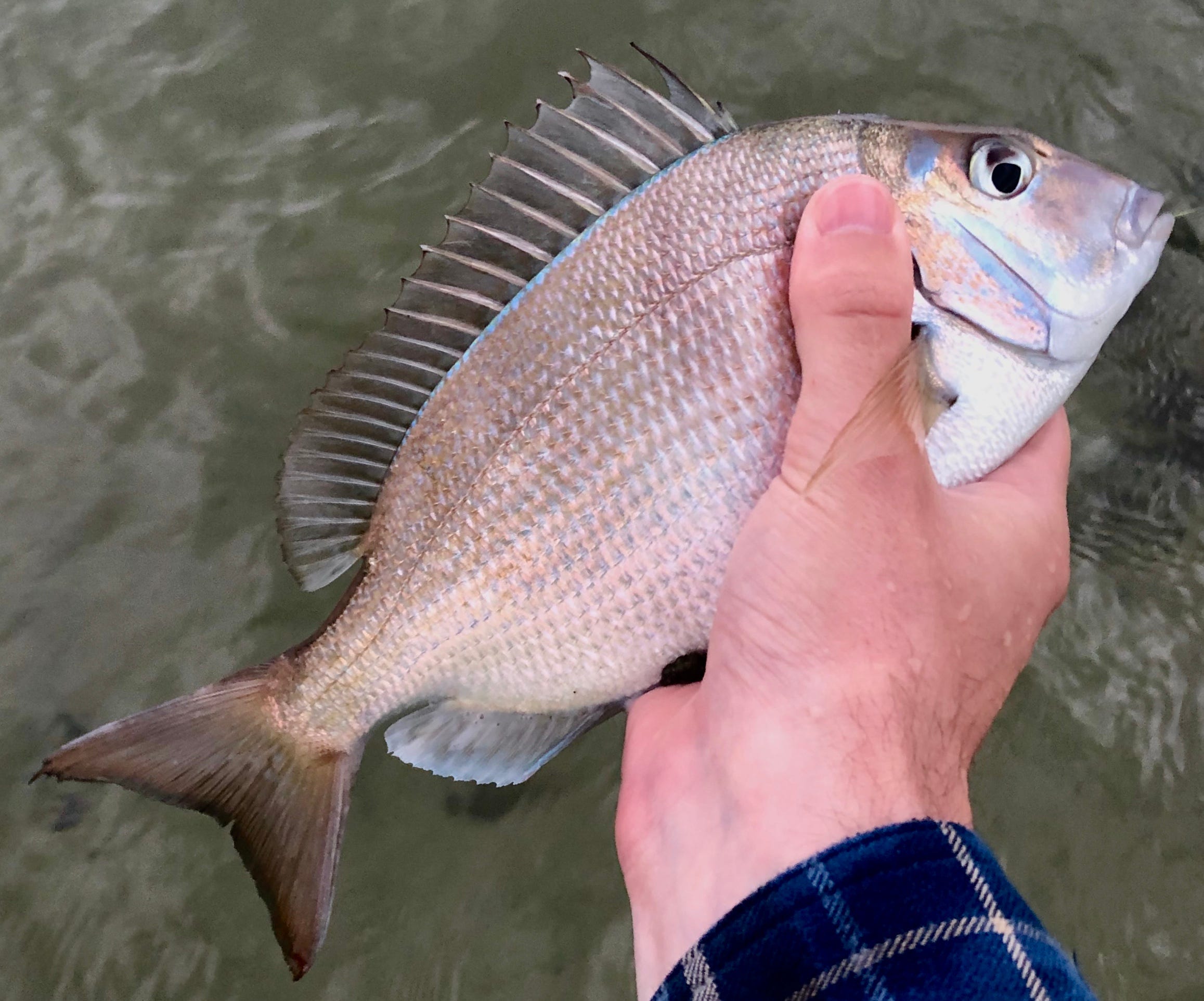 What to do with the first fish? - by James Freitas