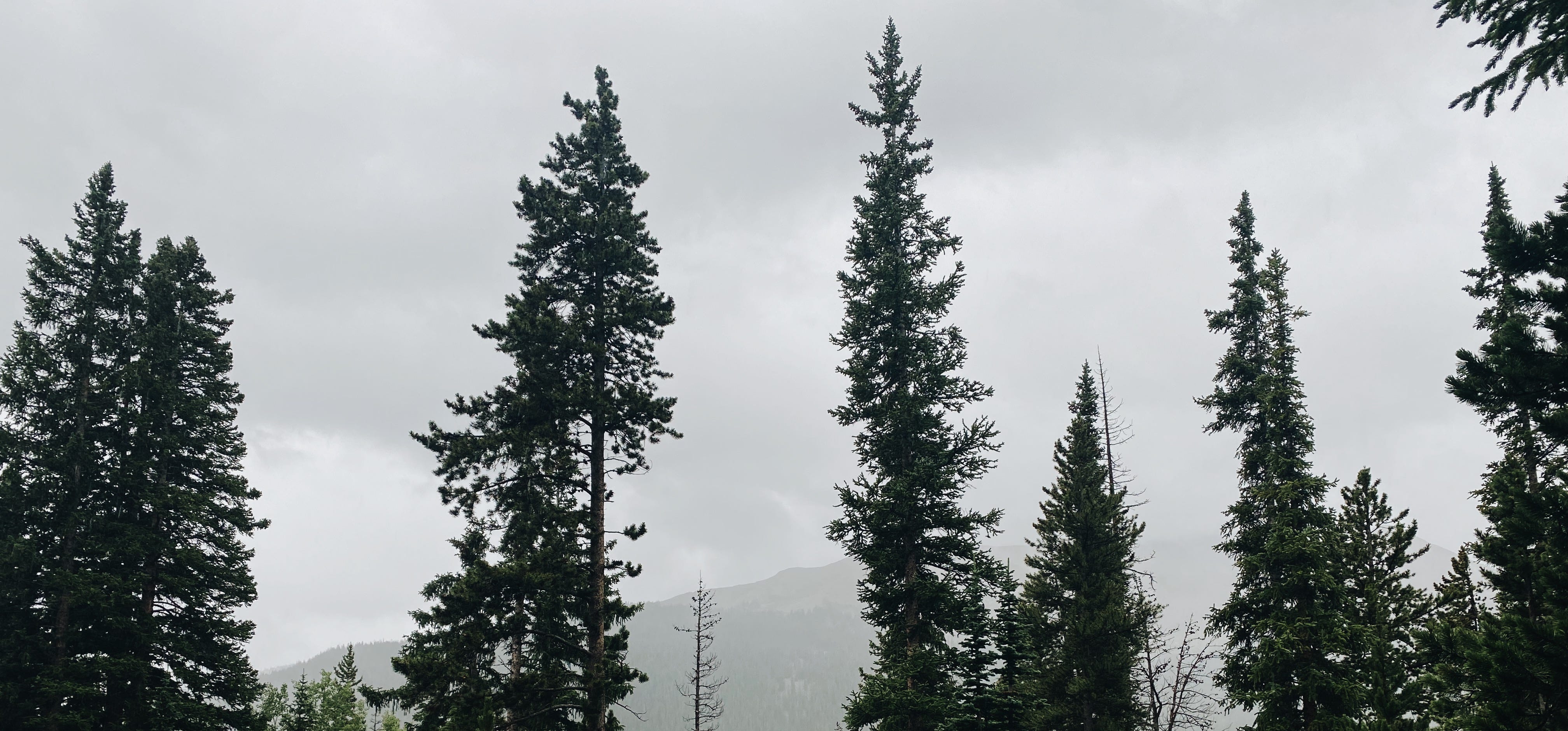 Peering Through a Mist - by Sarah Southern - Wild + Waste