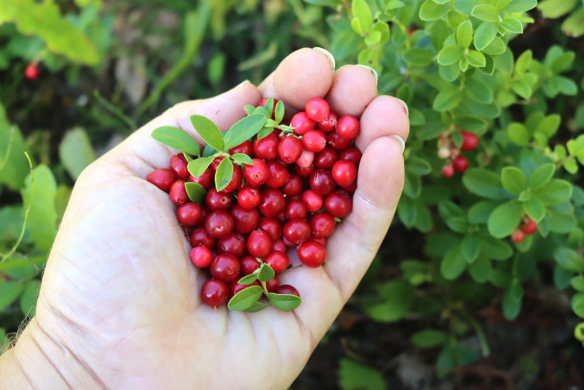 Growing & Preserving Cranberries - by Ashley Adamant
