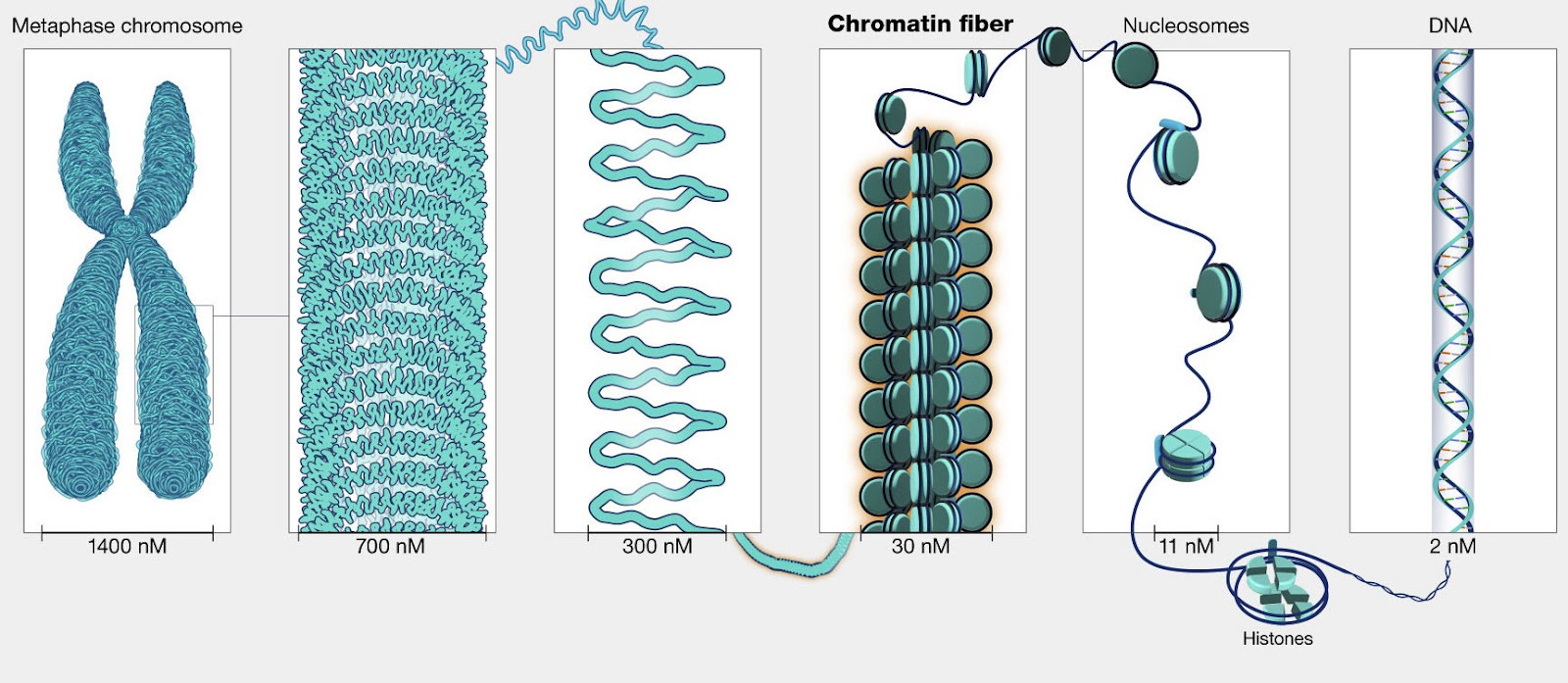 You can’t take it with you: straight talk about epigenetics and ...