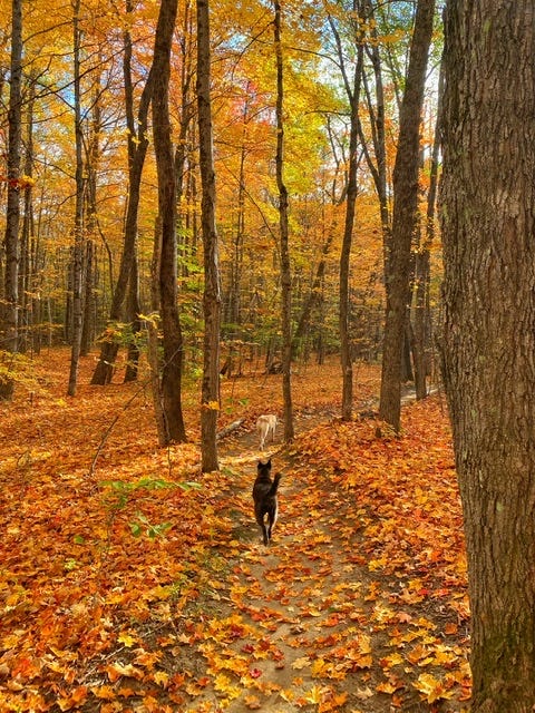 Tom Ryan, Author | Substack