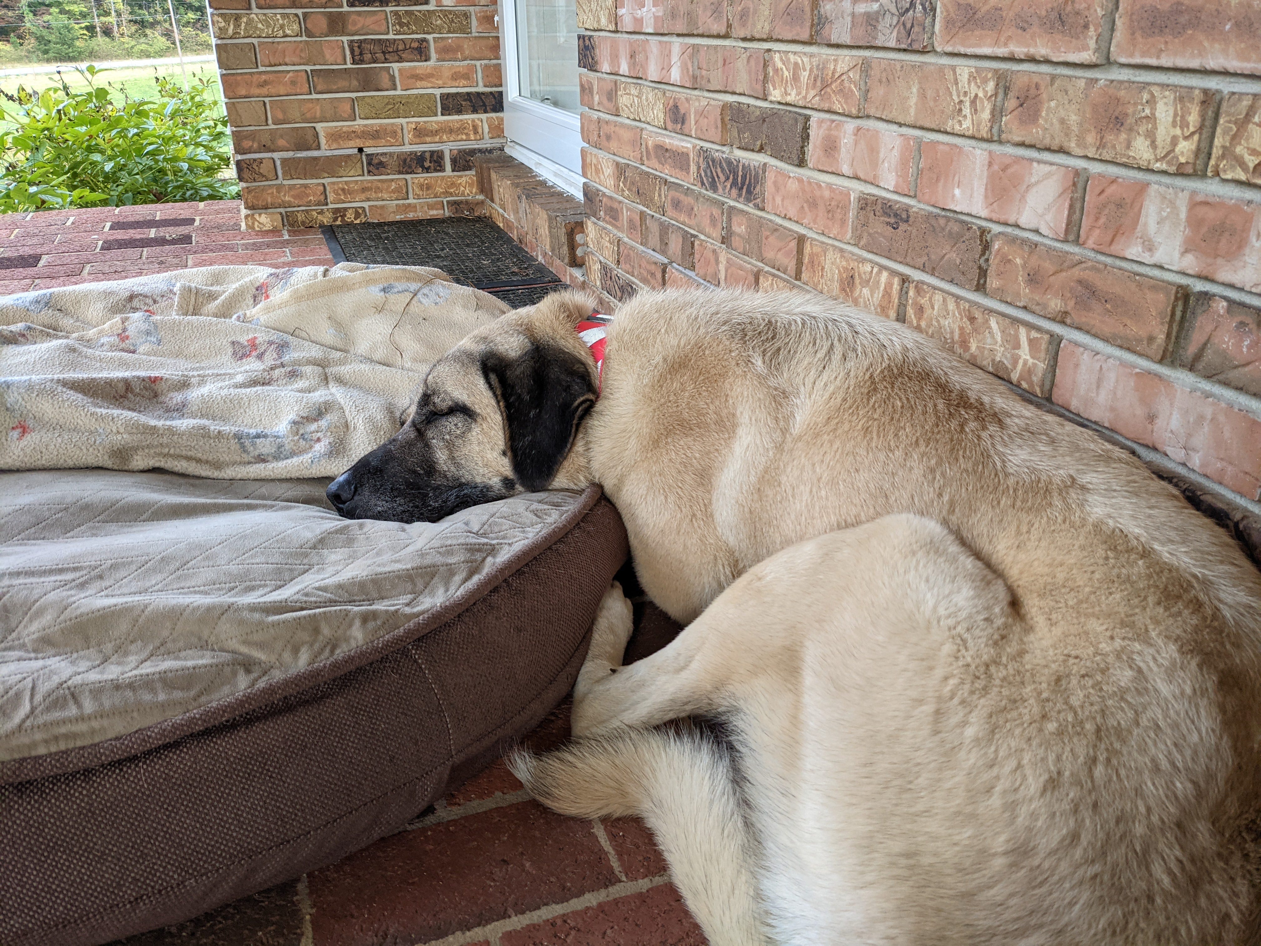 Shepherd Yourself Into Something Cozy - by AC Shilton