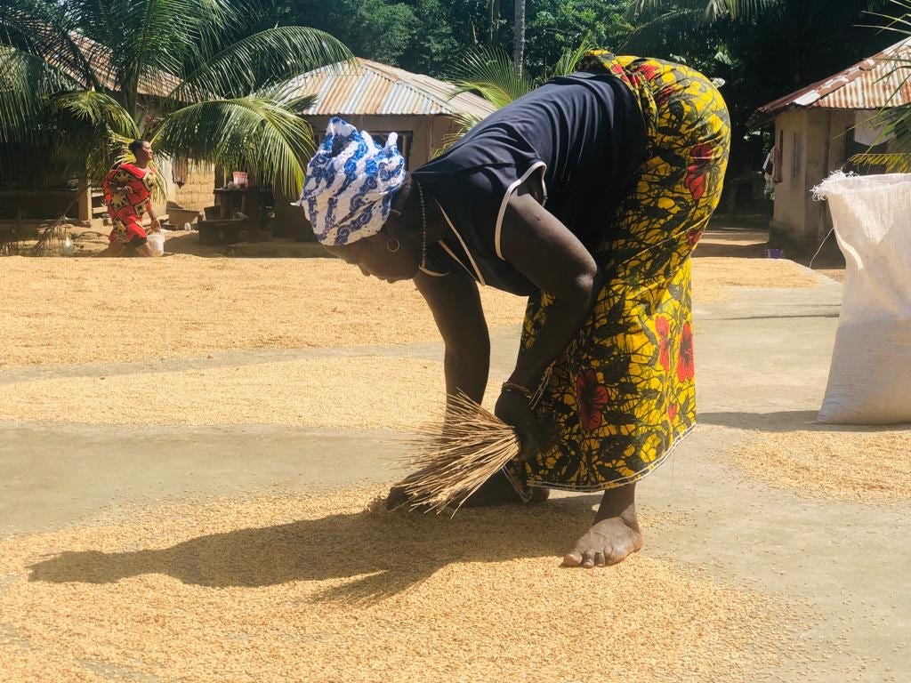 African Women Drying Husked Rice in Sierra Leone.