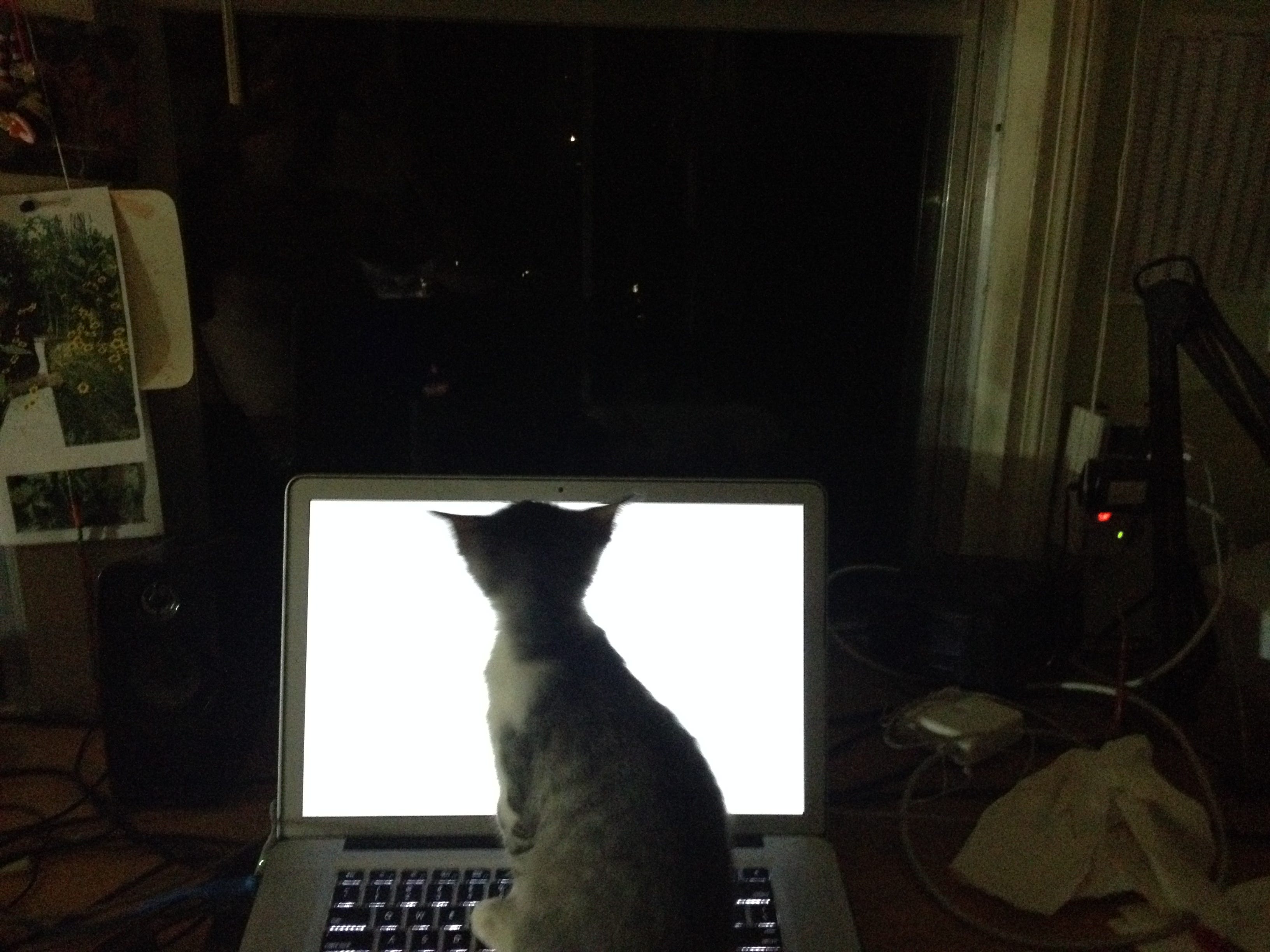 life with cats - by rohn bayes - the rohn report