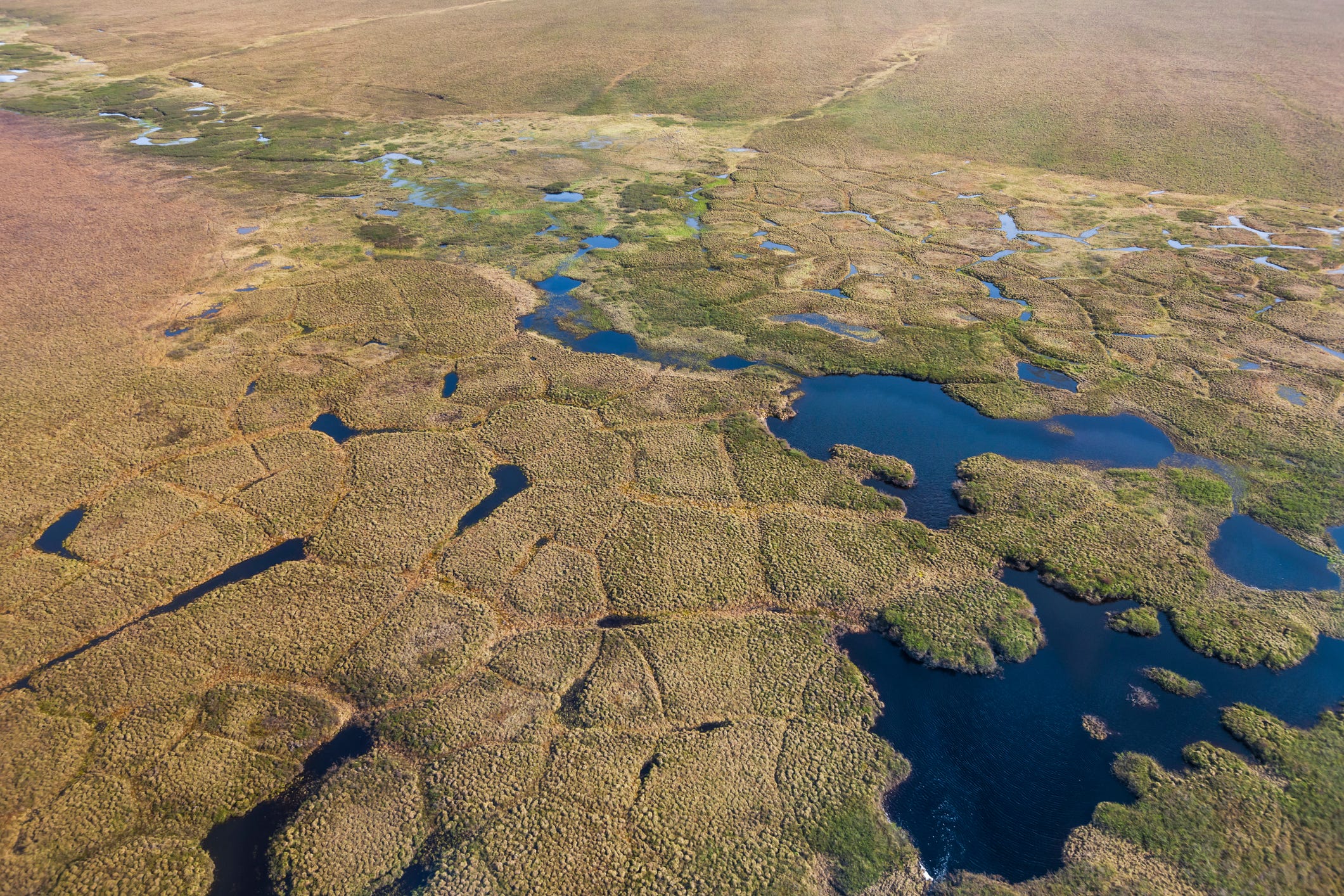 Don't drain that swamp - by Melanie Newfield