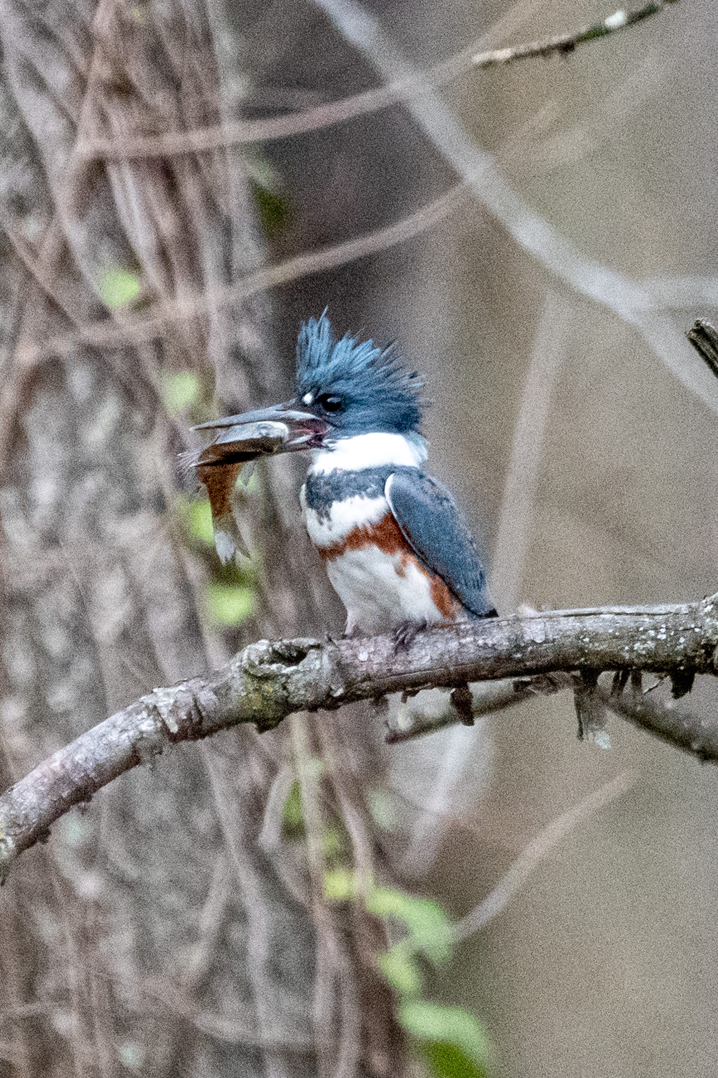 Hunting and hiding - by Caleb Crain - Leaflet