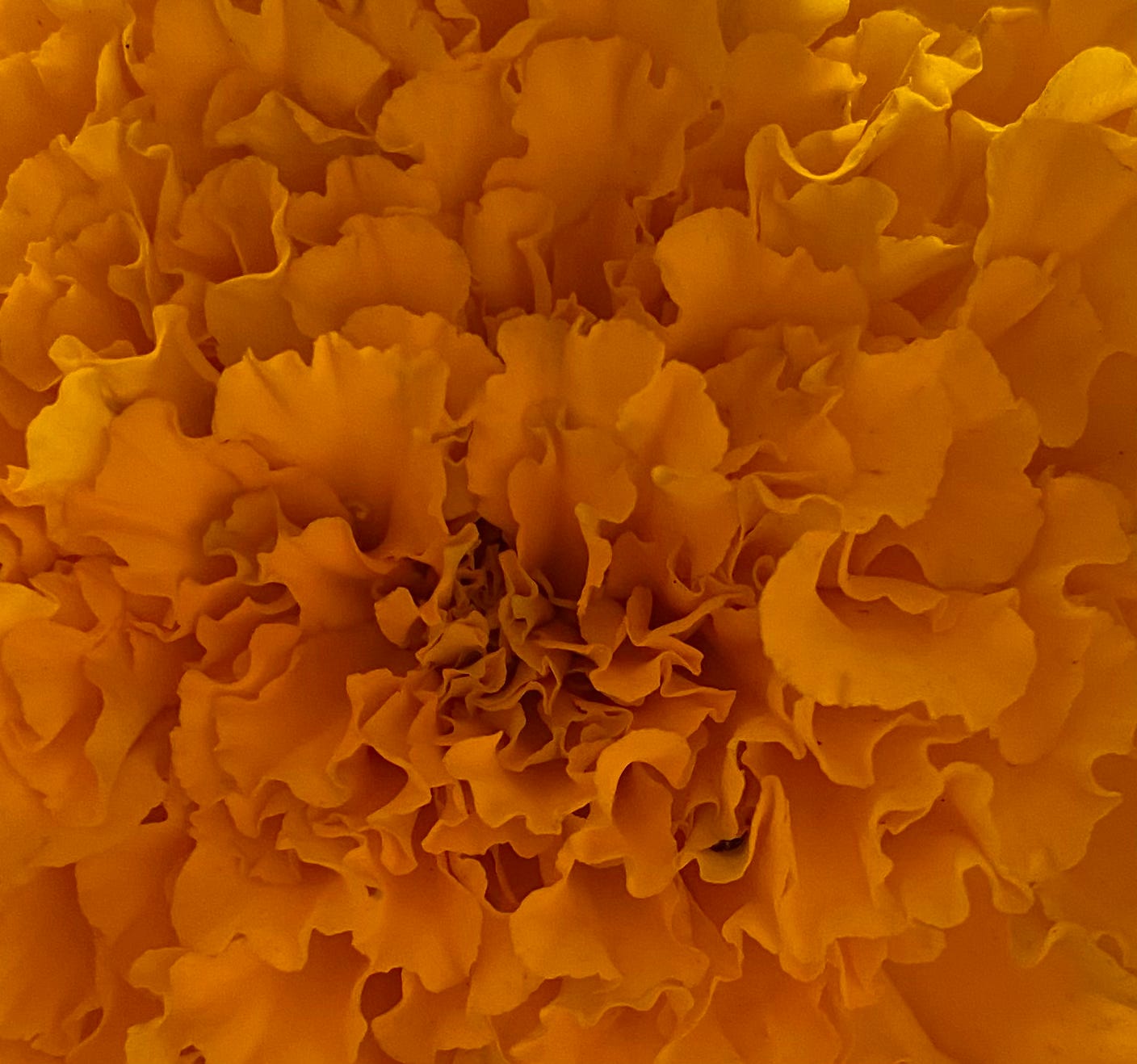 Ofrenda - by Cassie Seiple - Time Out of Mind