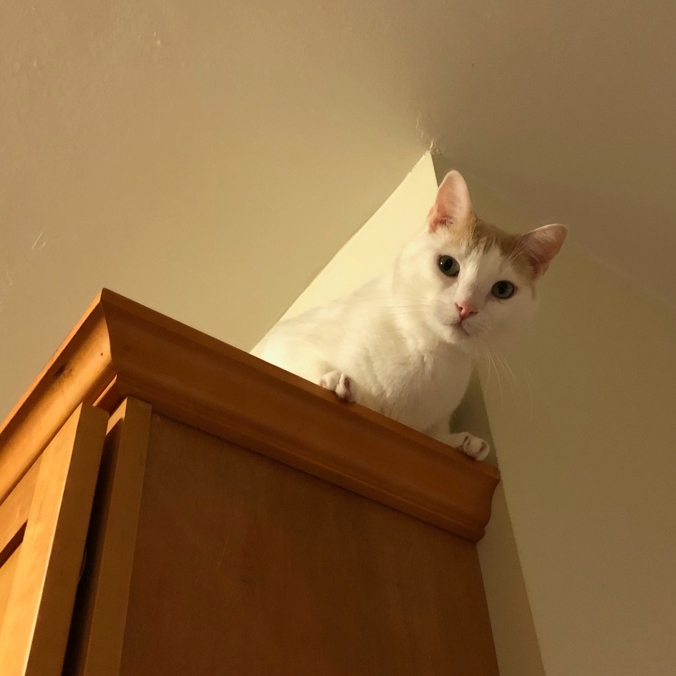 TAI: holiday skip week - The Autistic Infodump