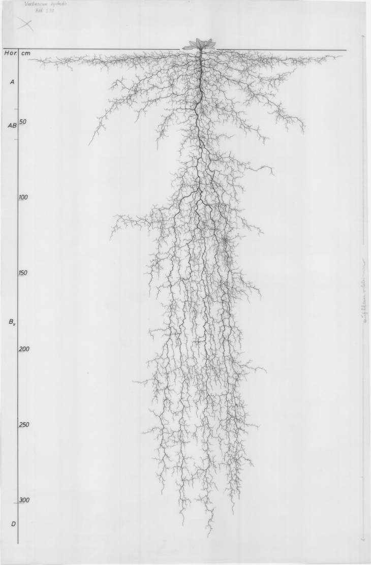 Root System Drawings - l'atlas des bordures