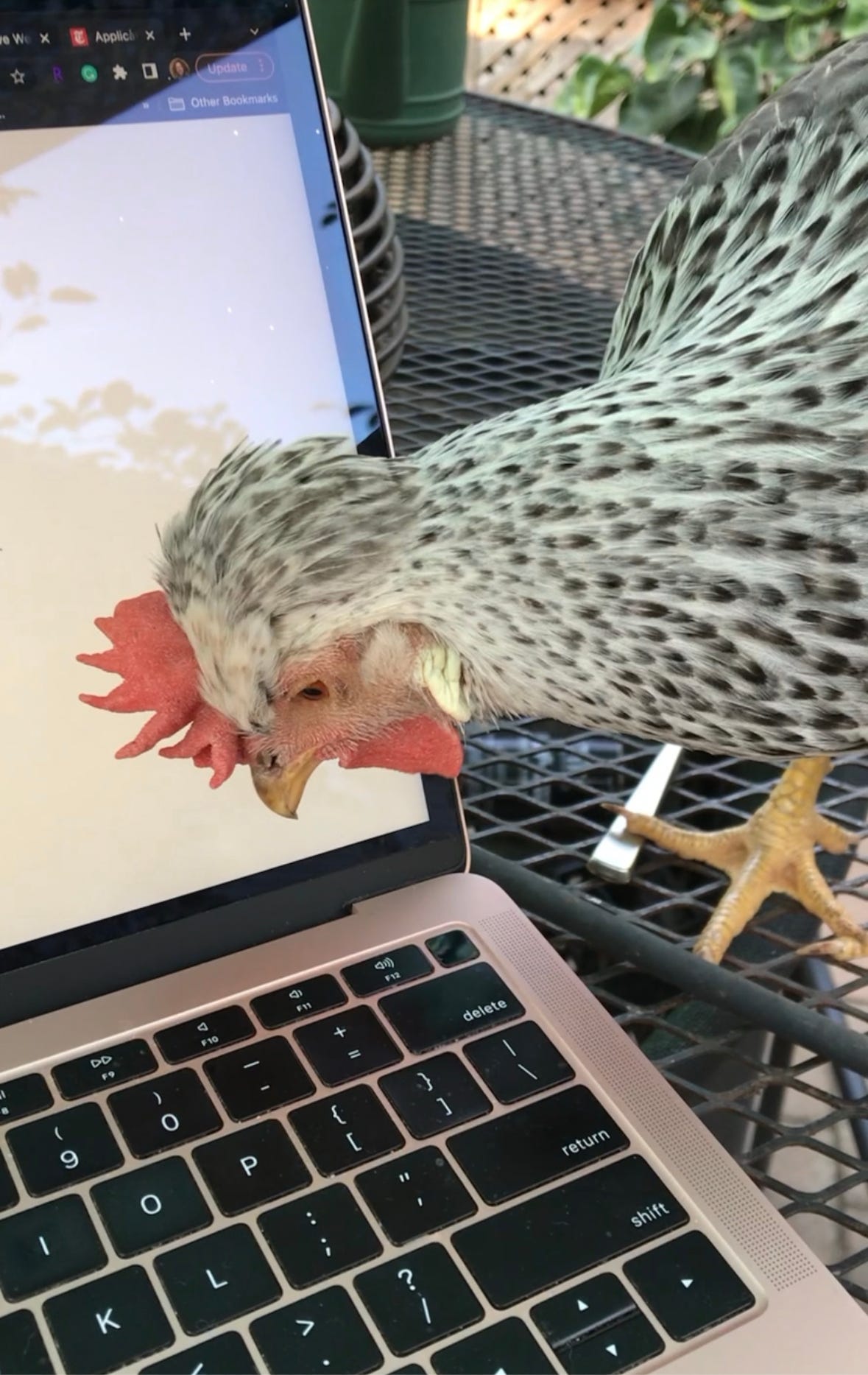 The Language of Birds - by Sandy Russell Jones