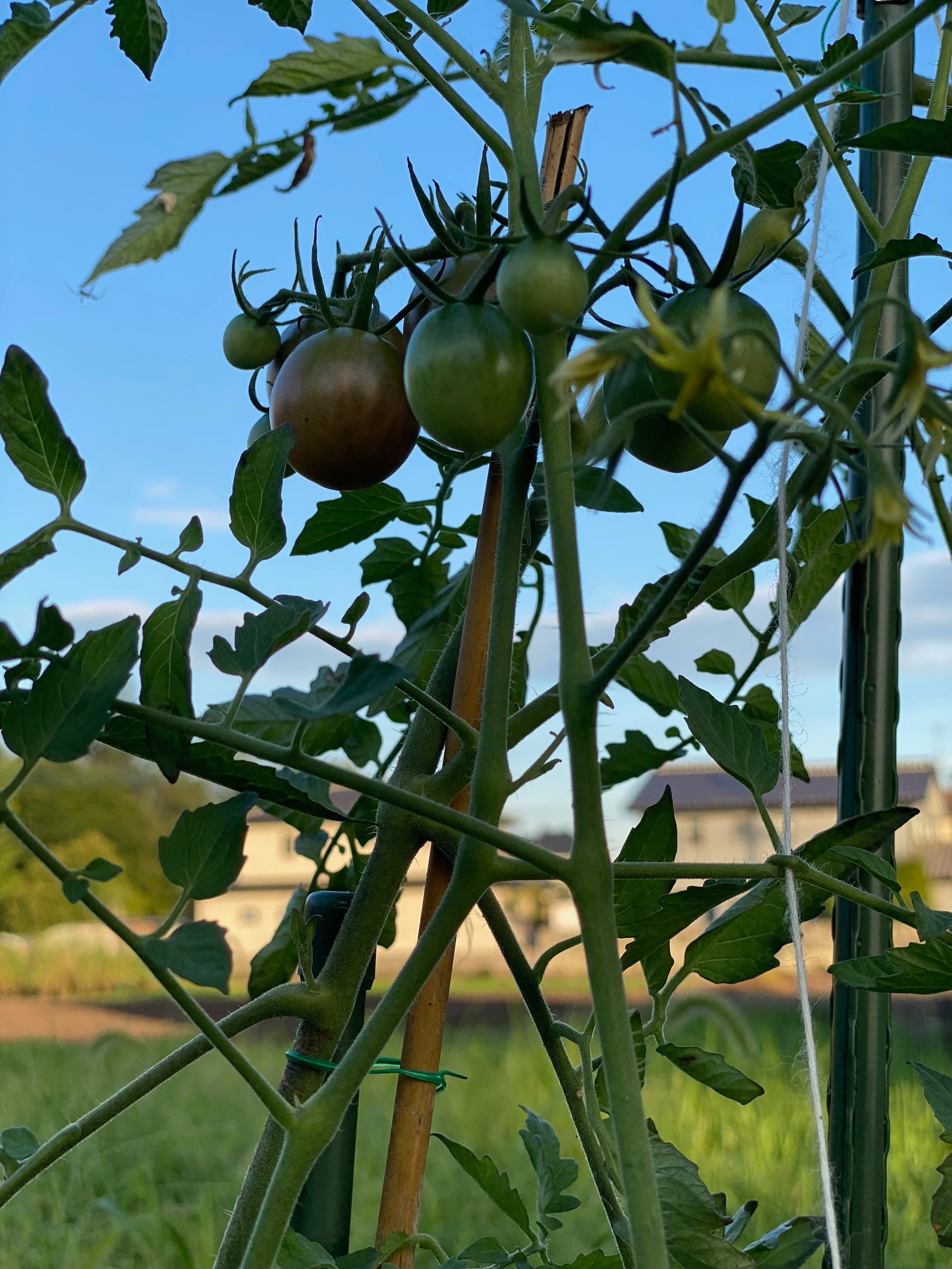 Light Touch - by Joel Neff - 91 Days