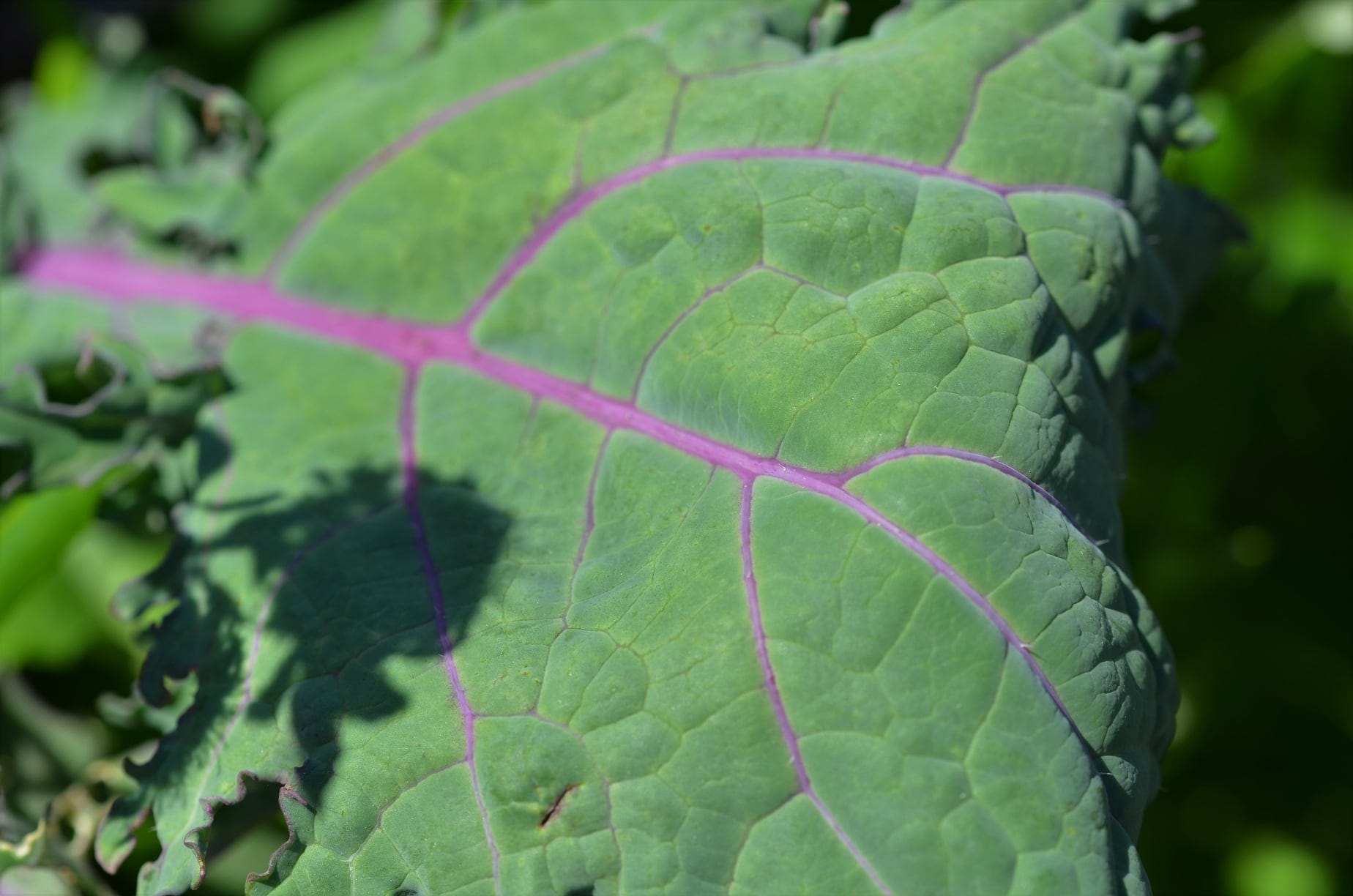 The Auspiciousness Of Anthocyanin - by Gavin Mounsey