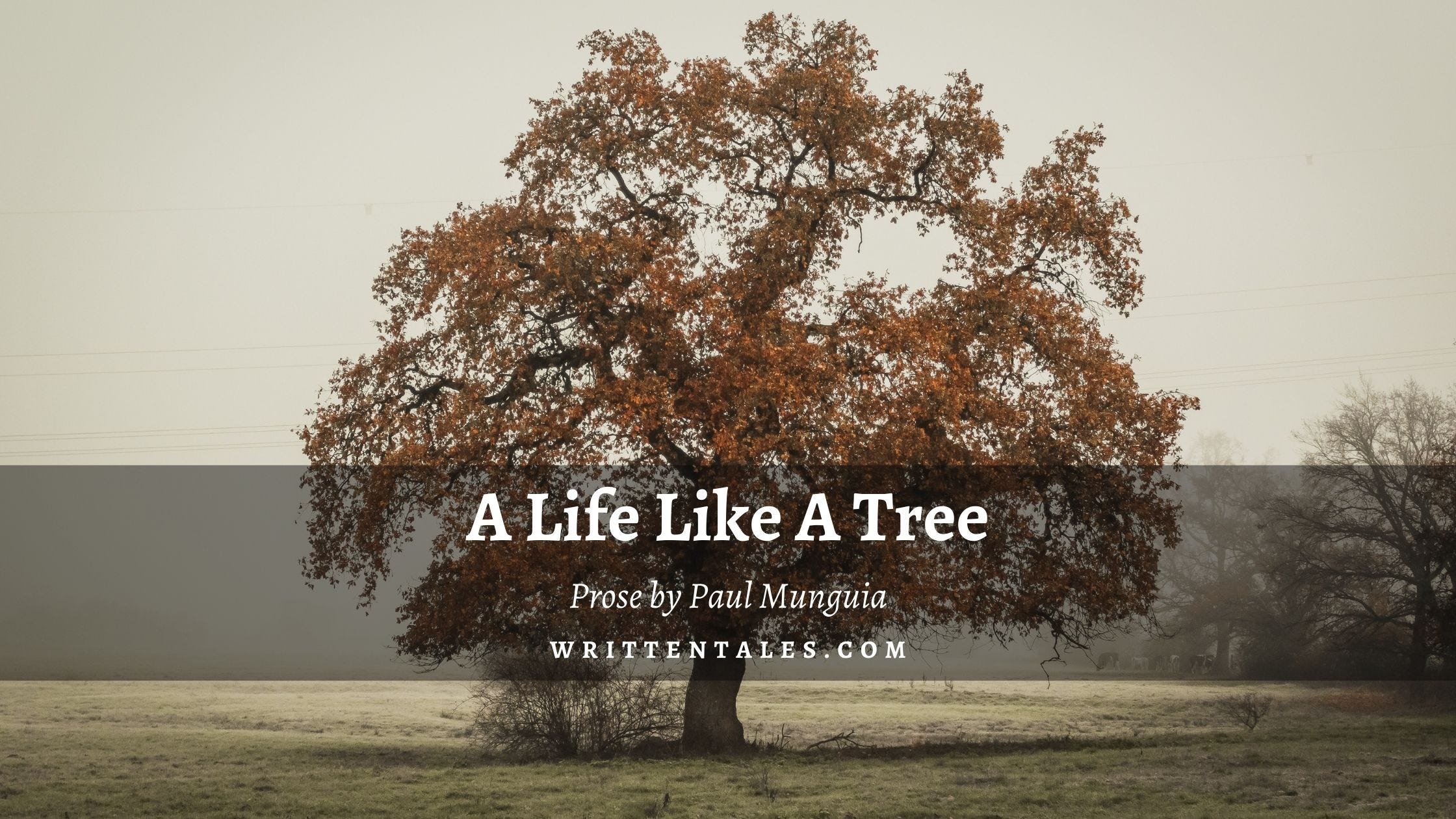 A Life Like A Tree - Written Tales Magazine