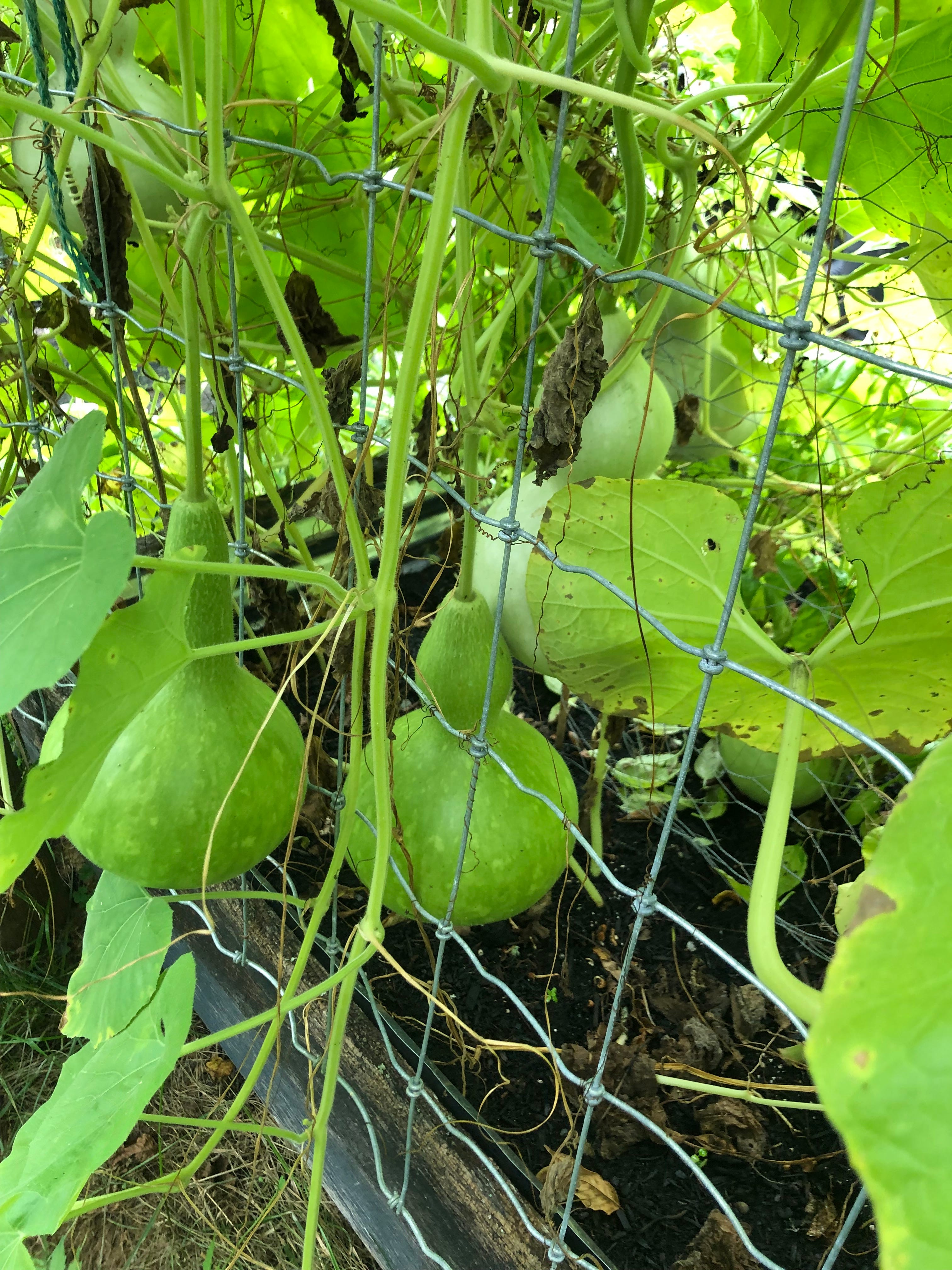 August Update - Caution, Solar Blizzard