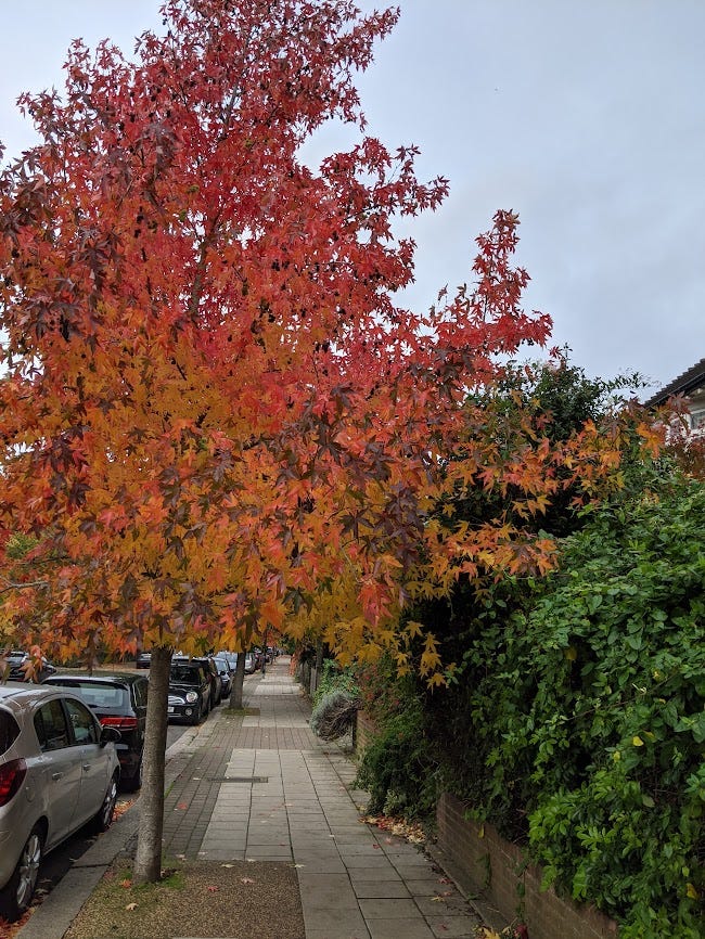 Todo ano - by Heloisa Righetto - Relatos selvagens