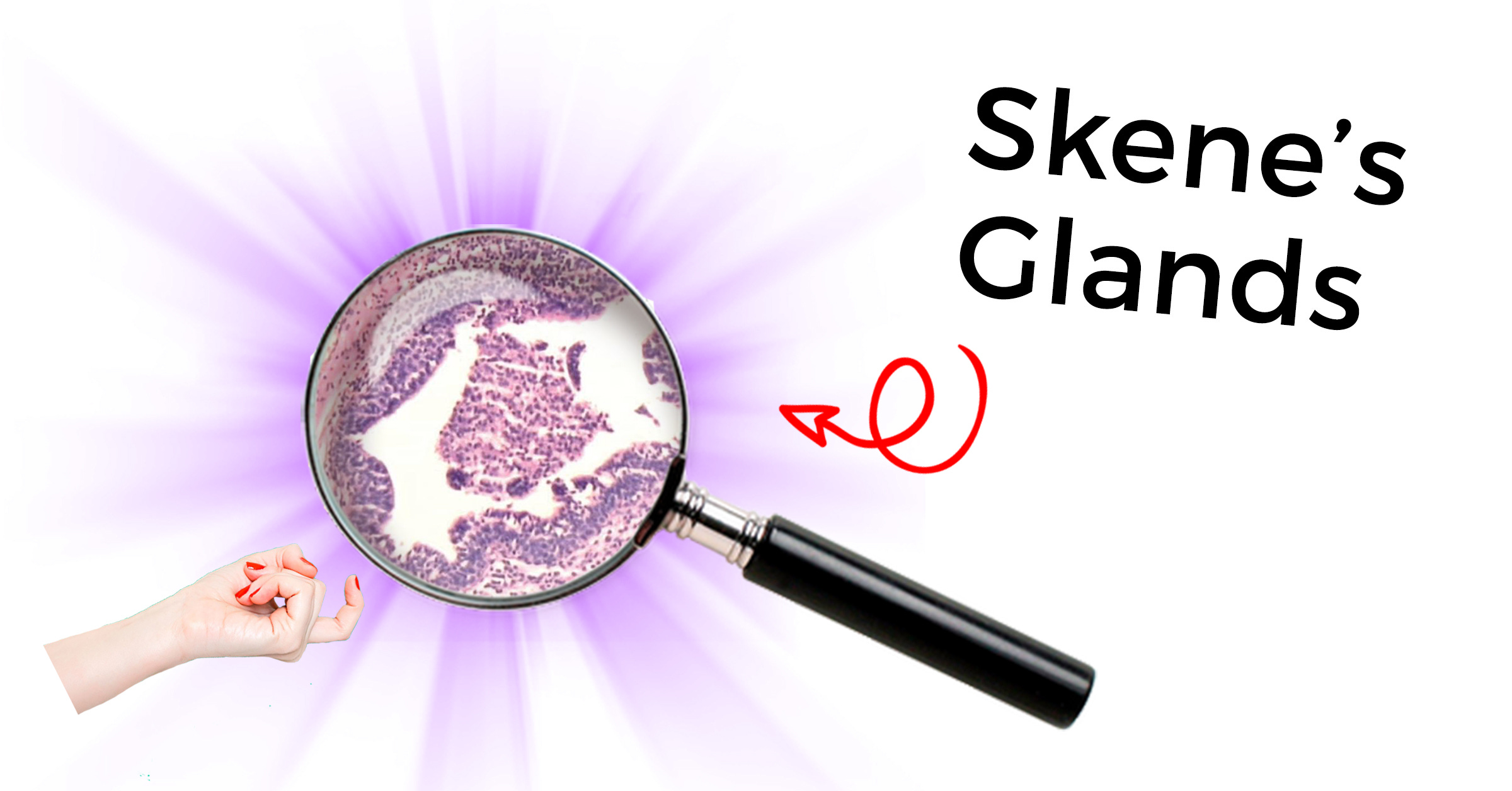 Skene's Gland Diagram Skenes Gland