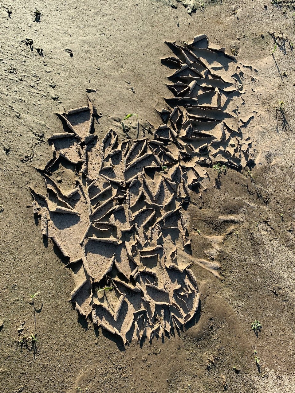 Bald Eagles & Benzene - by John Ruskey