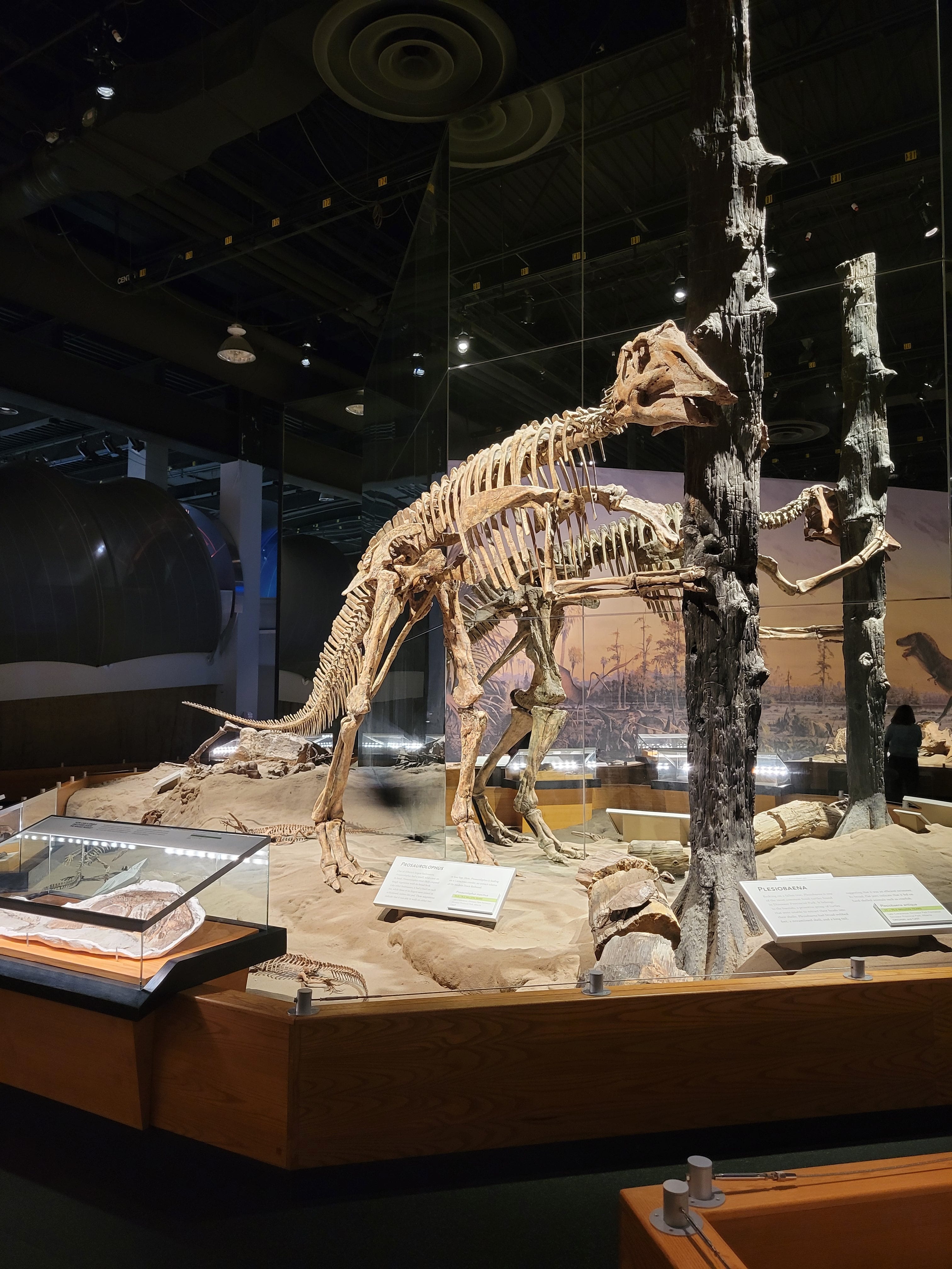 "Ma, why did the humans go extinct?" - by Karena