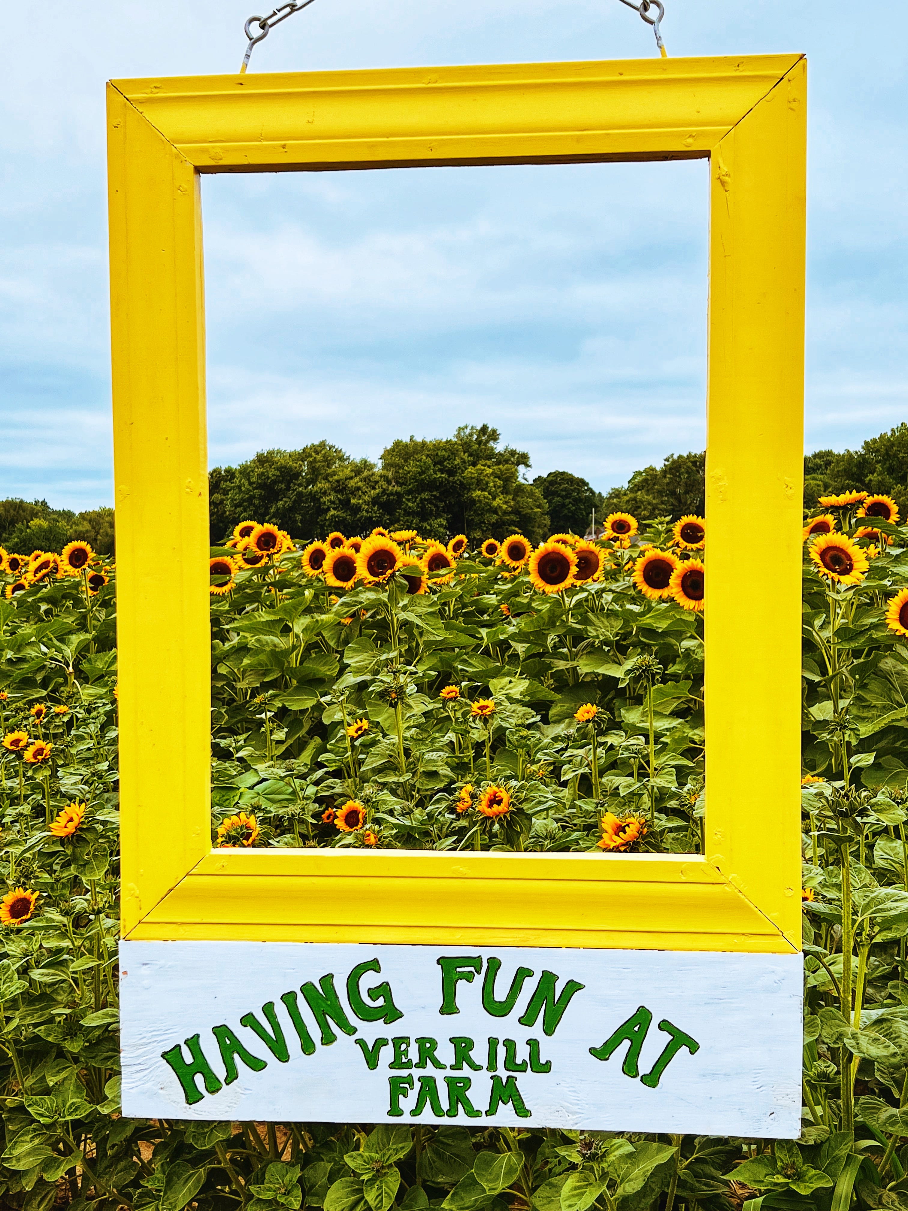 It's Sunflower Season! - by Sheila Moeschen - Humor Saves!