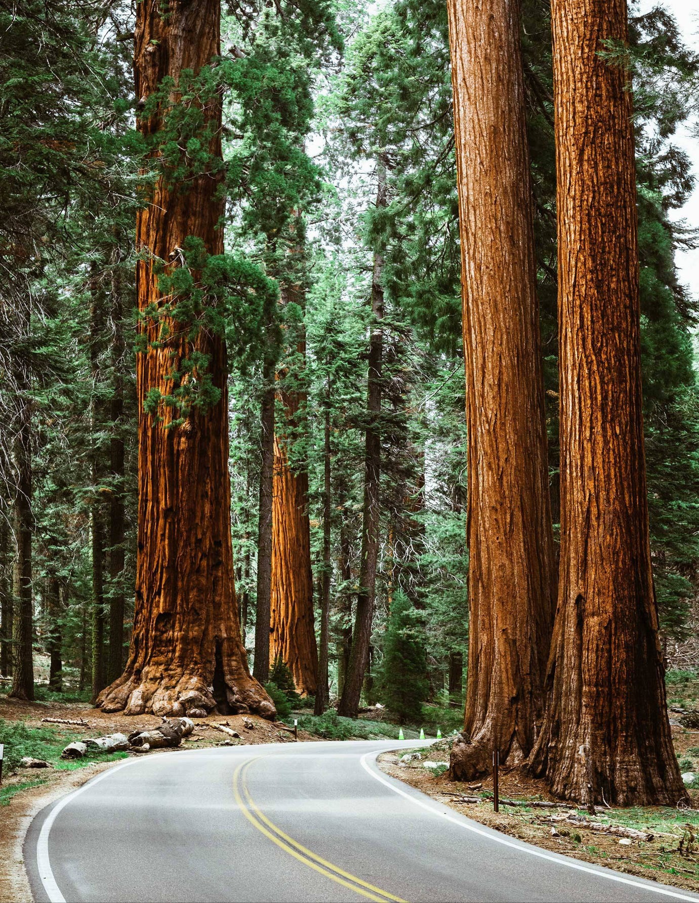 I Love Trees - by william d. chalmers 🌹