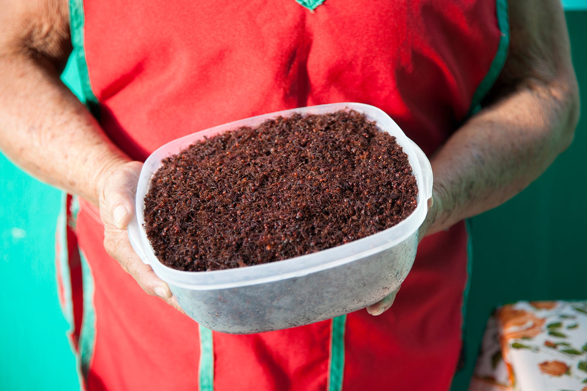 A Guide to the Edible Insects of the Americas