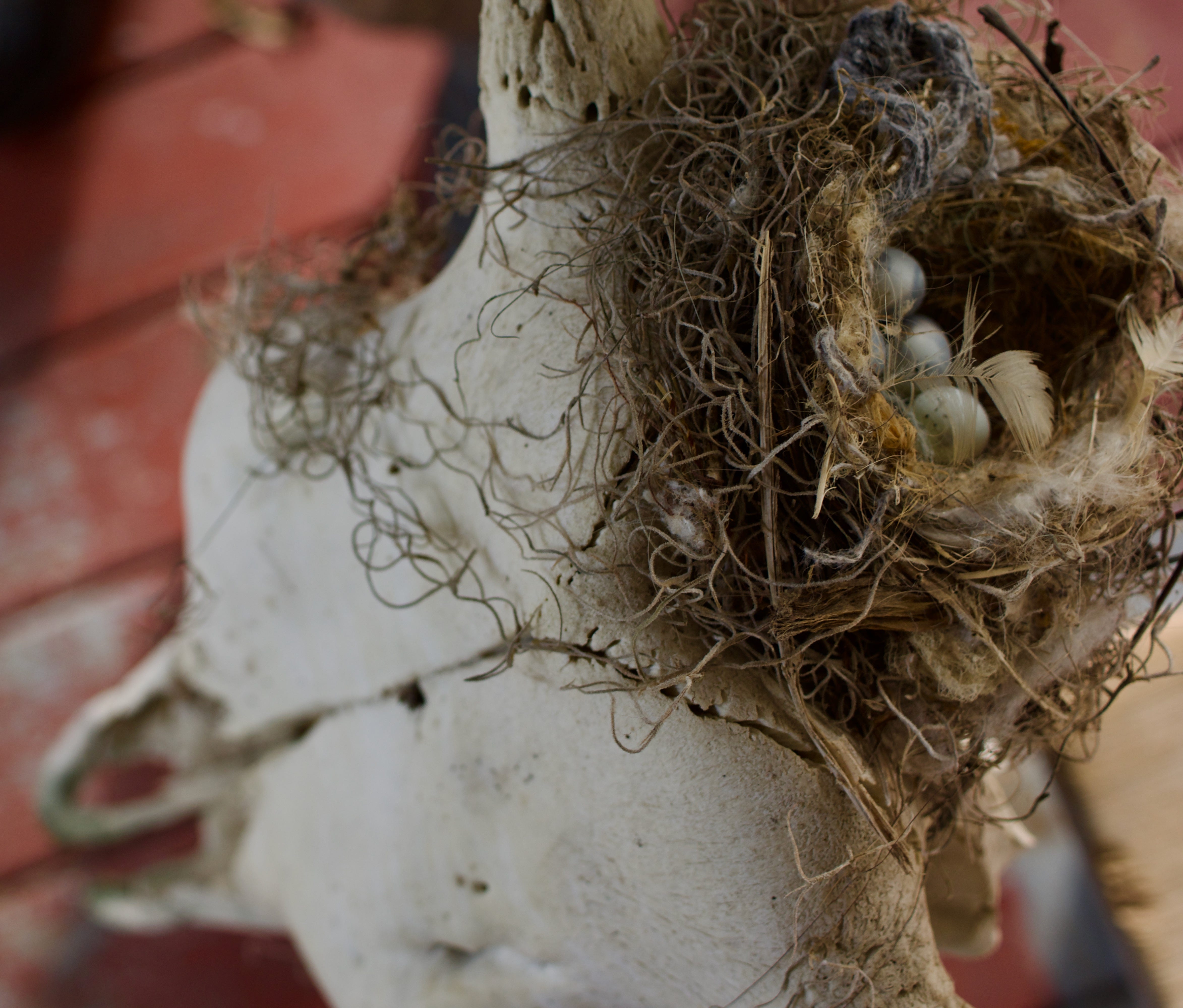 The Art of Place - Trackless Wild with Janisse Ray