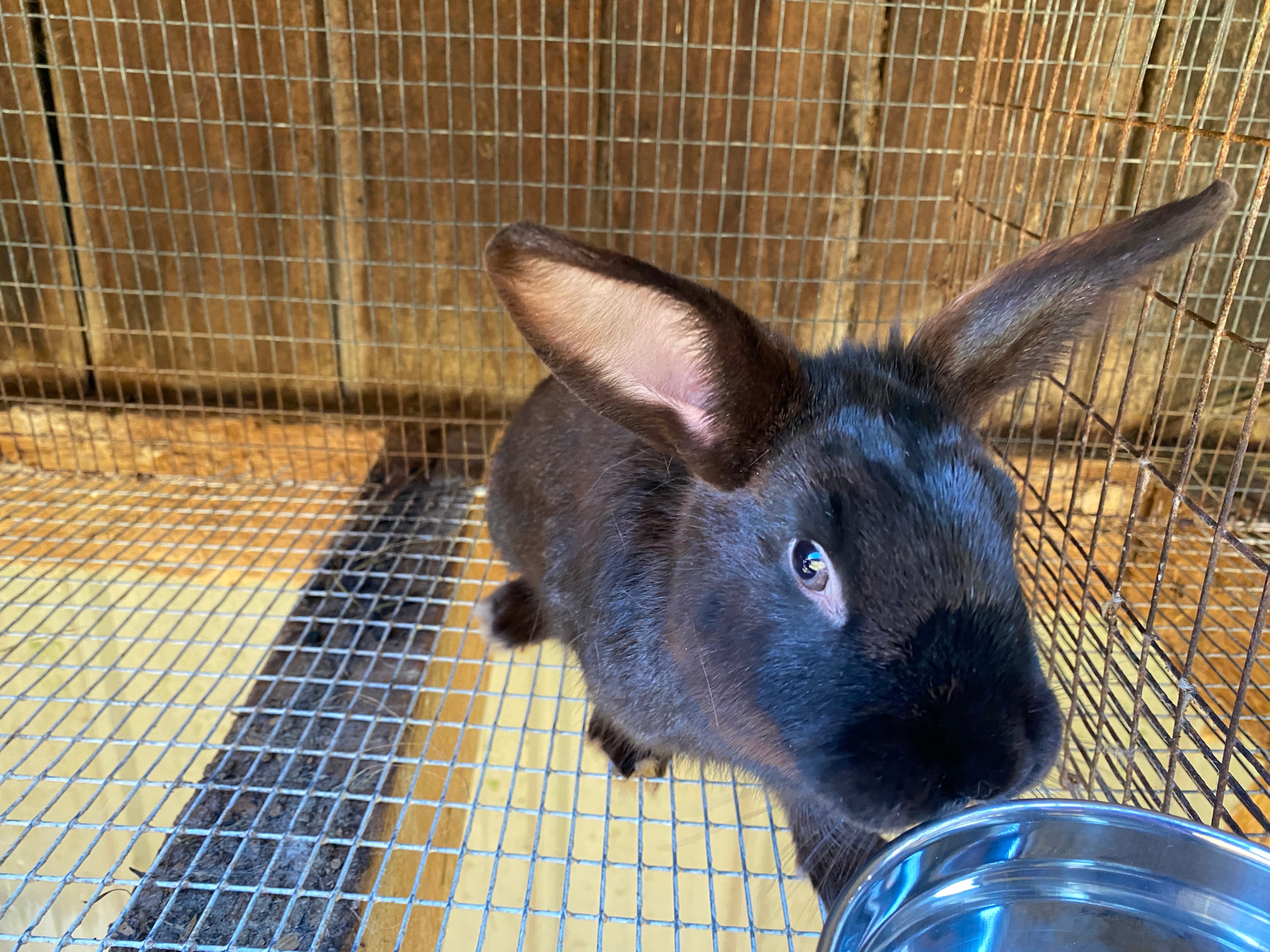 Why You Should Consider Raising Rabbits - by Josh Centers