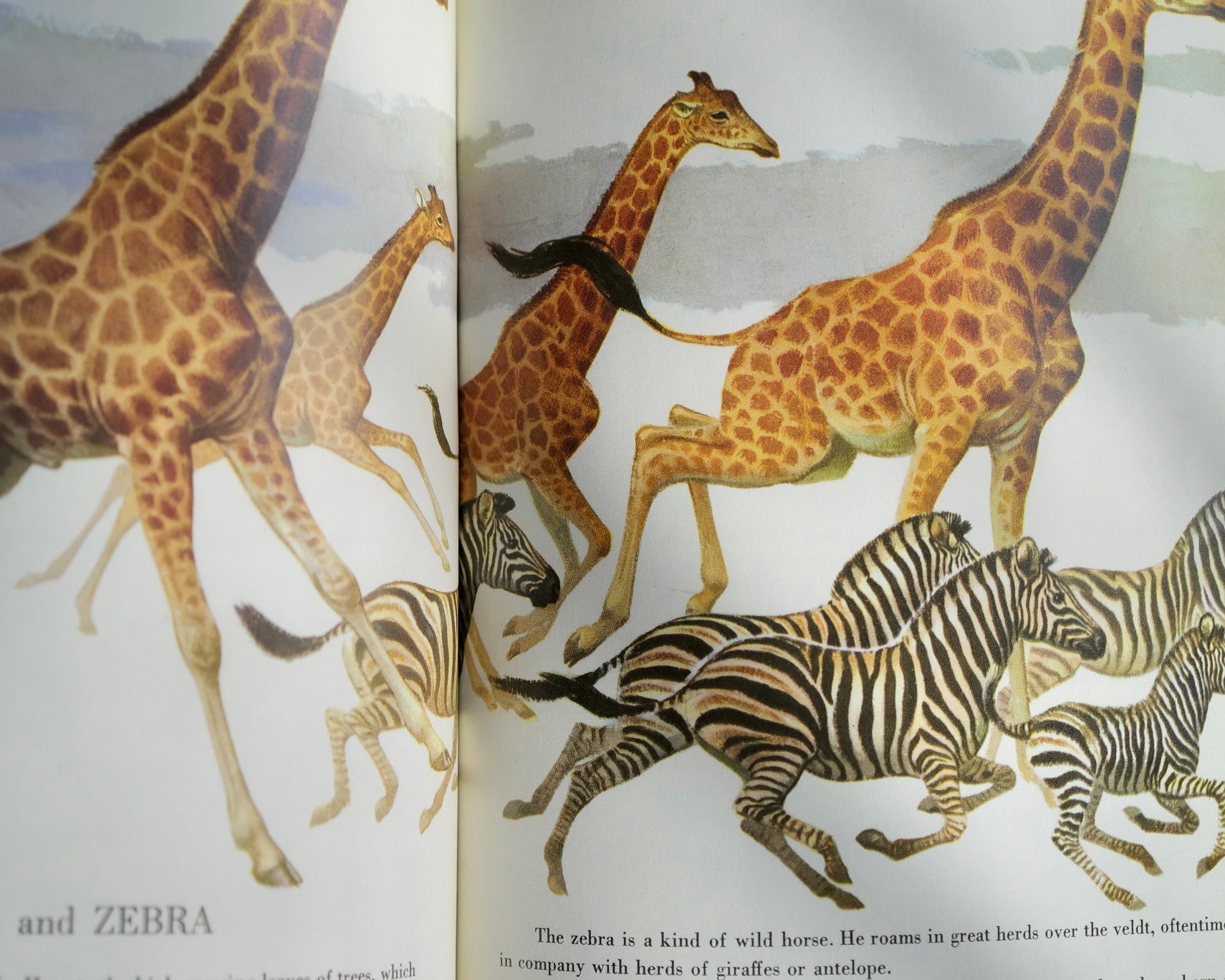 A walk in the woods with David Webb - by Isis M. W. Brennan