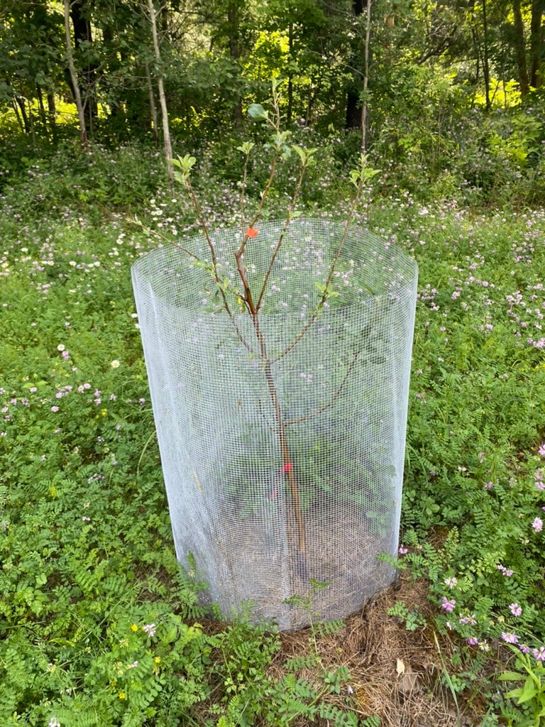 August Orchard Update - by Lucas - Monadnock