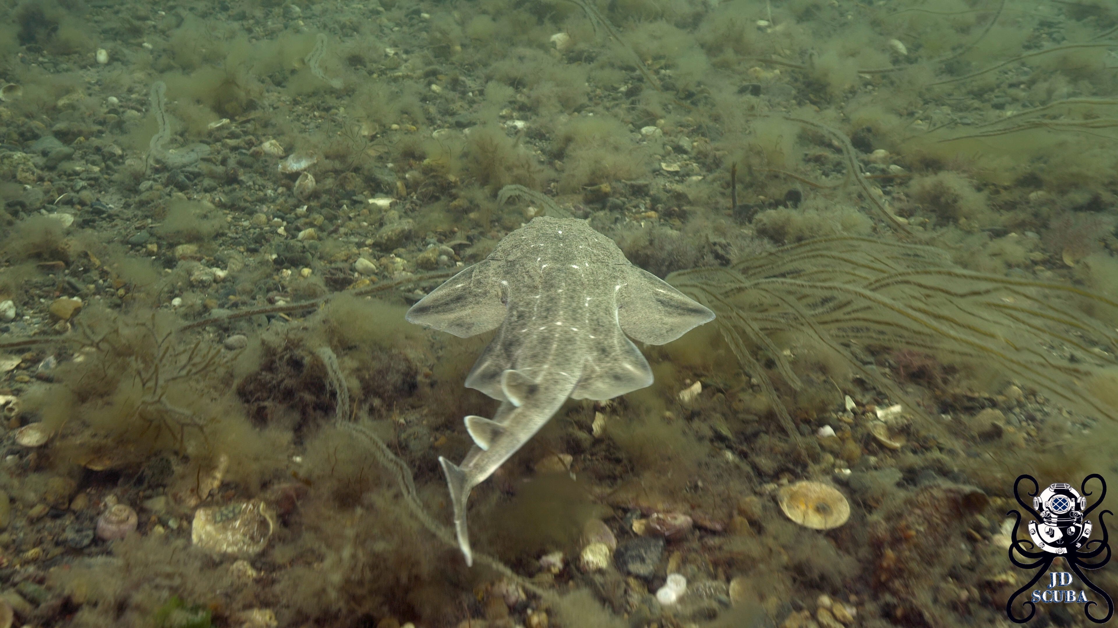 Uncovering Angel Sharks - by JDScuba - Jake Davies