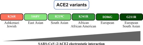 Varianty kódovania ACE2 v rôznych populáciách a ich potenciálny vplyv na väzbovú afinitu SARS-CoV-2