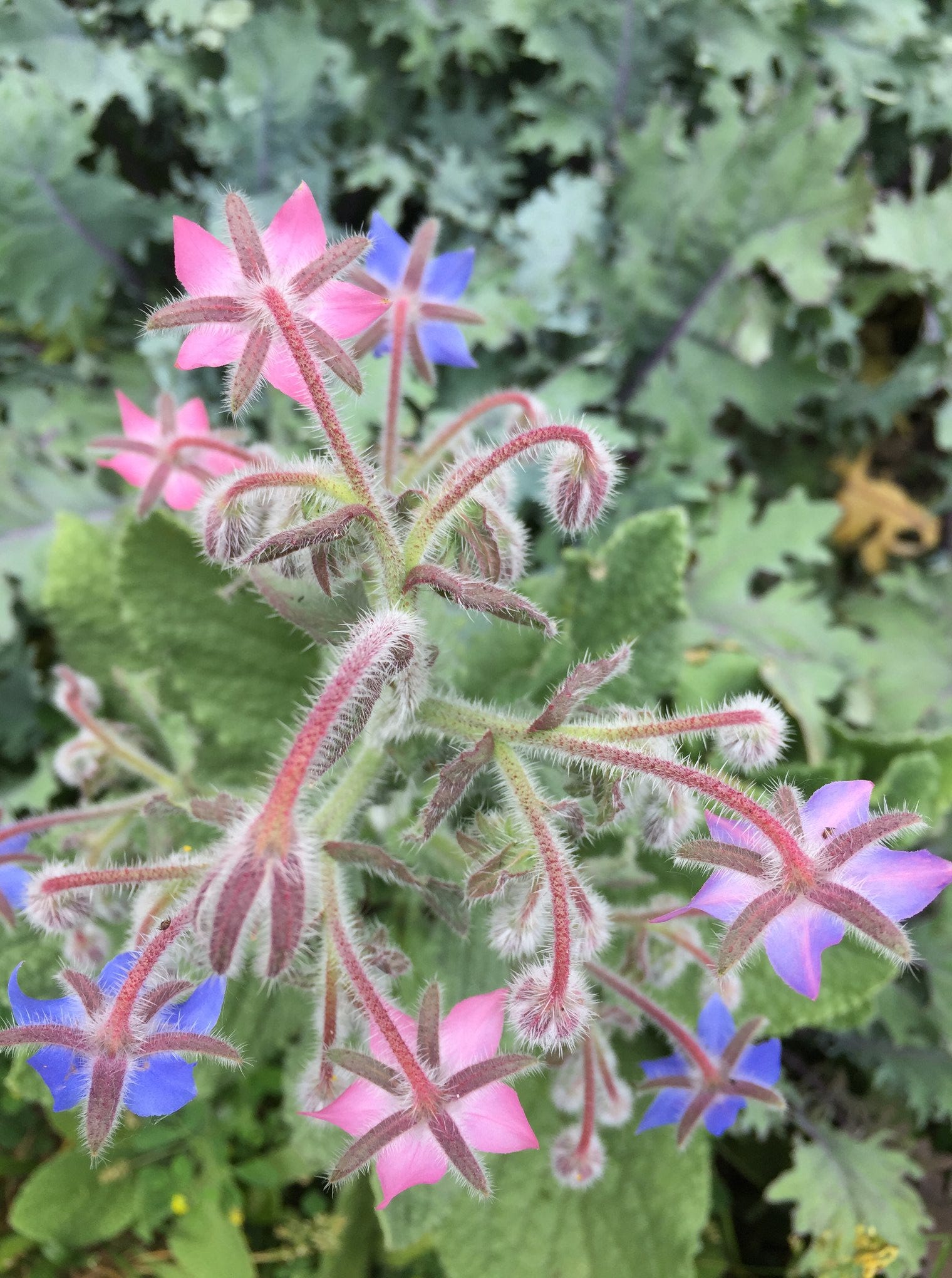 The Auspiciousness Of Anthocyanin - by Gavin Mounsey