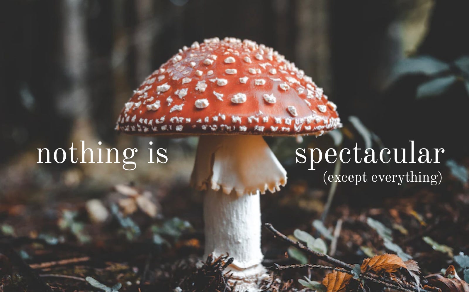nothing is spectacular - by Kristen LaValley