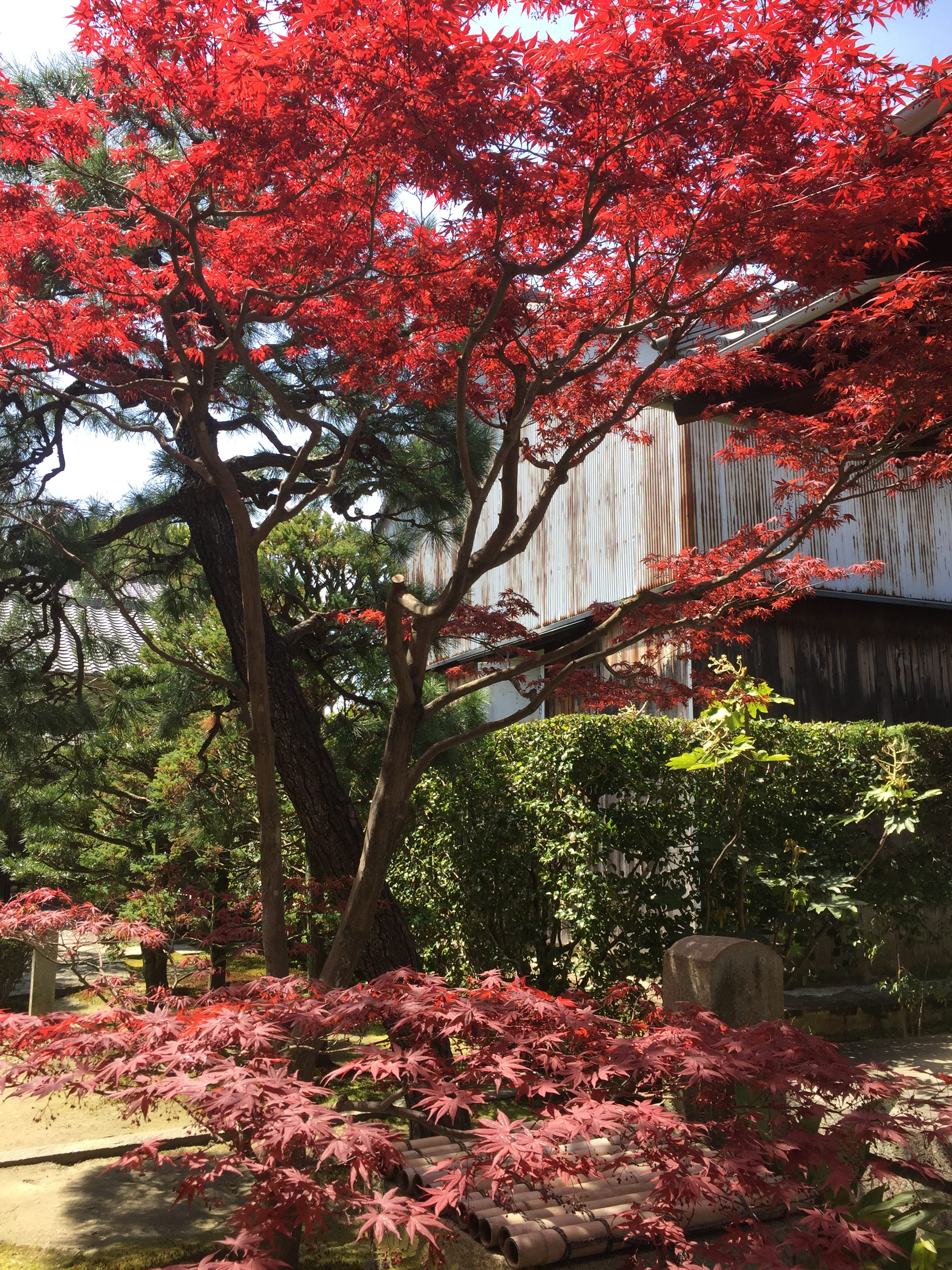 Updating Ramen | The beauty of limits - by Laila Faisal