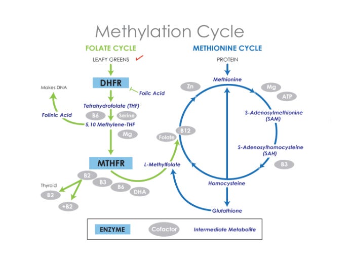 Folate Part I: Folate and Methylation - by Nikko Kennedy