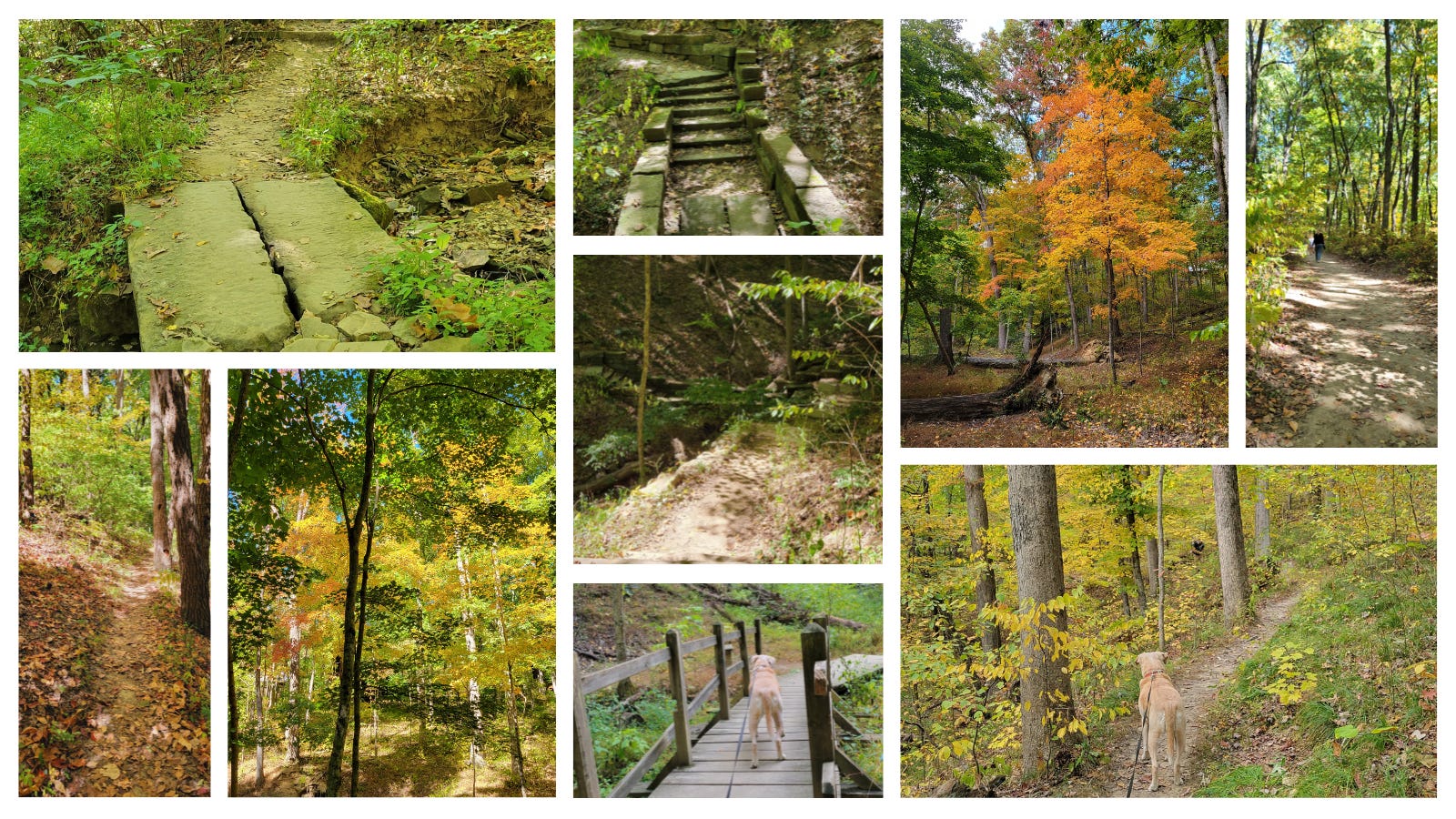Fall in Brown County State Park - by Sarah Styf