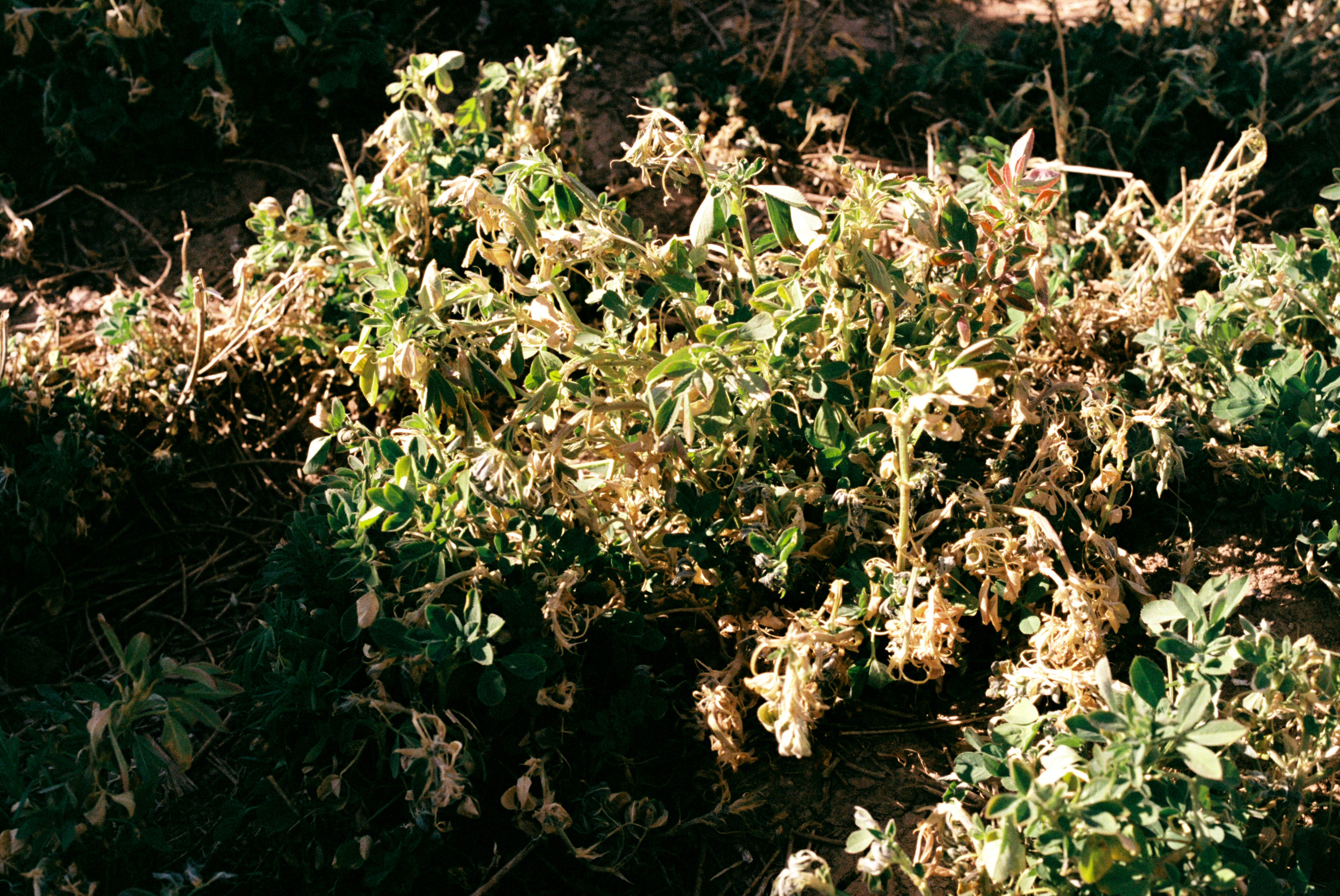 Watering a Sea of Alfalfa - Utah Food Coalition Newsletter