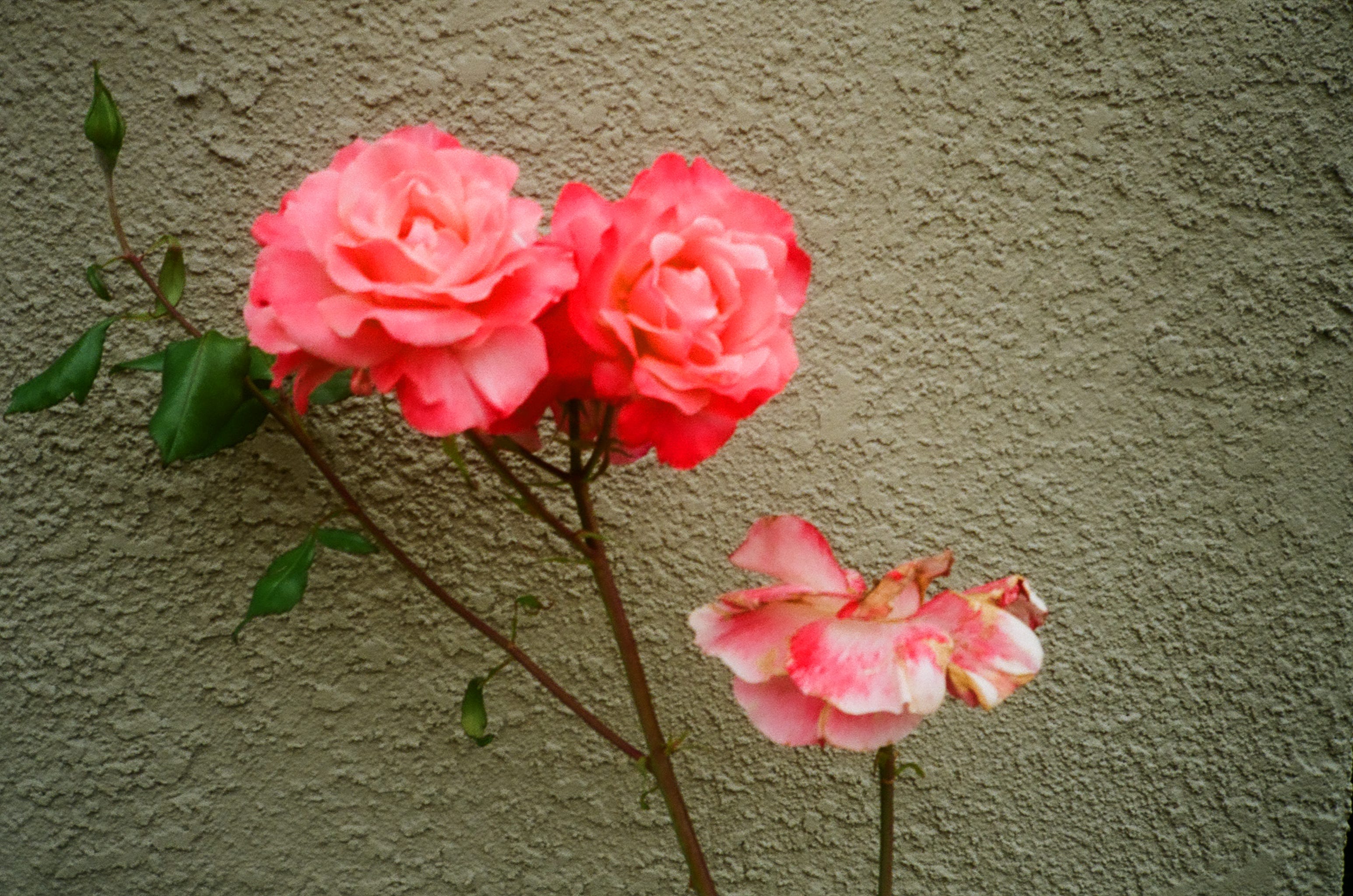 Sara Gran | Substack