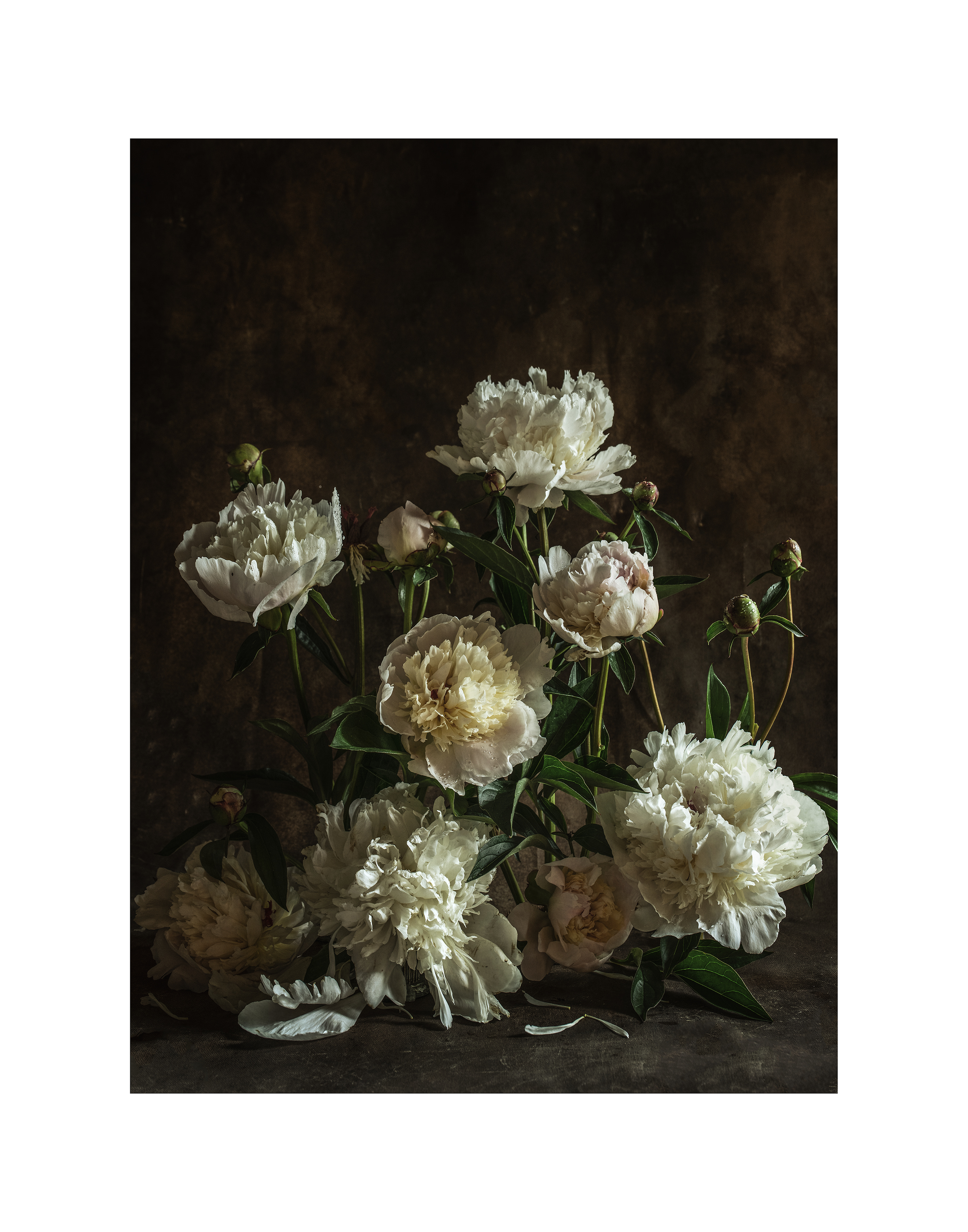 The Elliott Homestead Newsletter | Shaye Elliott | Substack