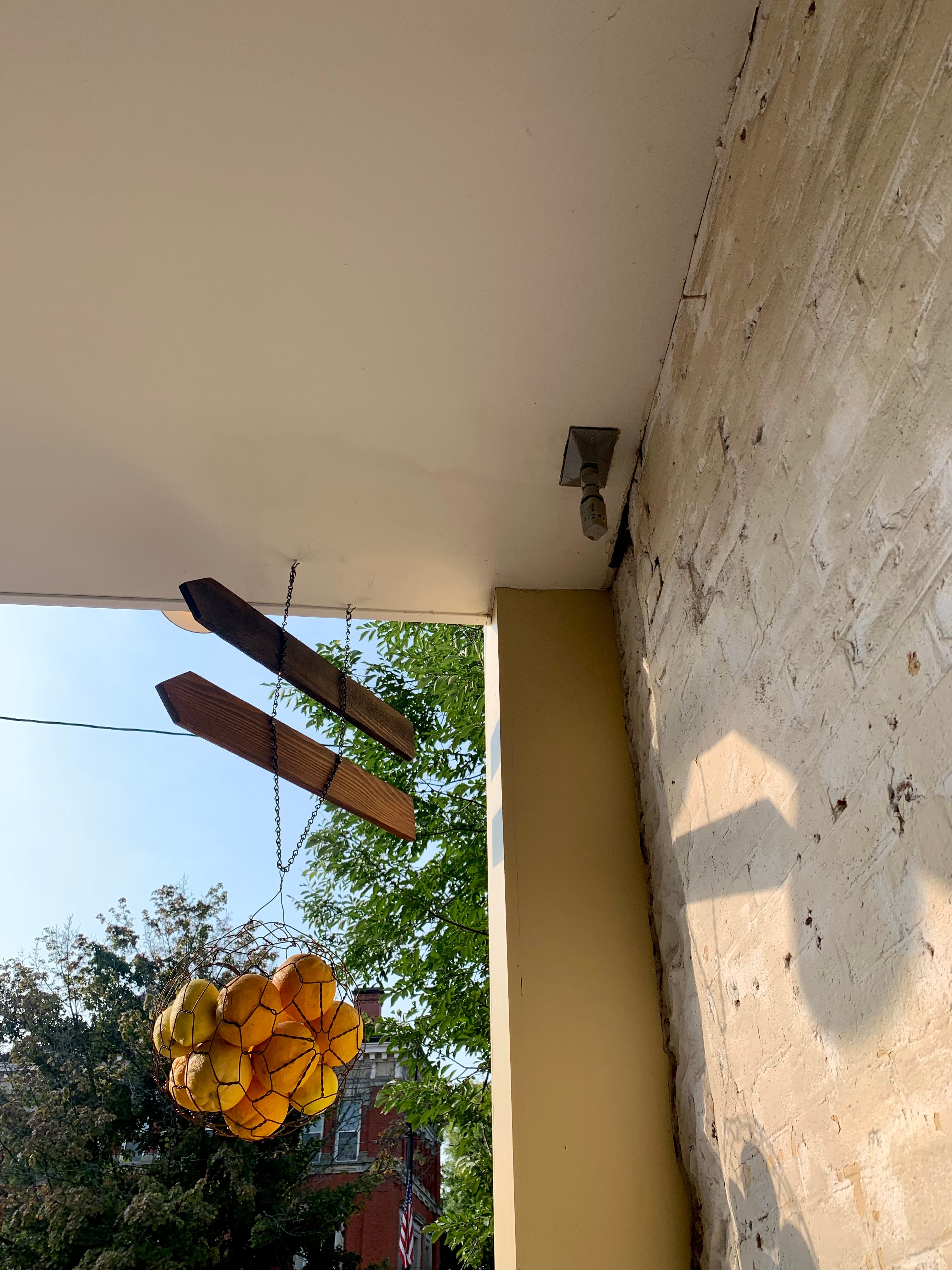 Maybe the Growing is the Point - by Cleo Rohn - Early Riser