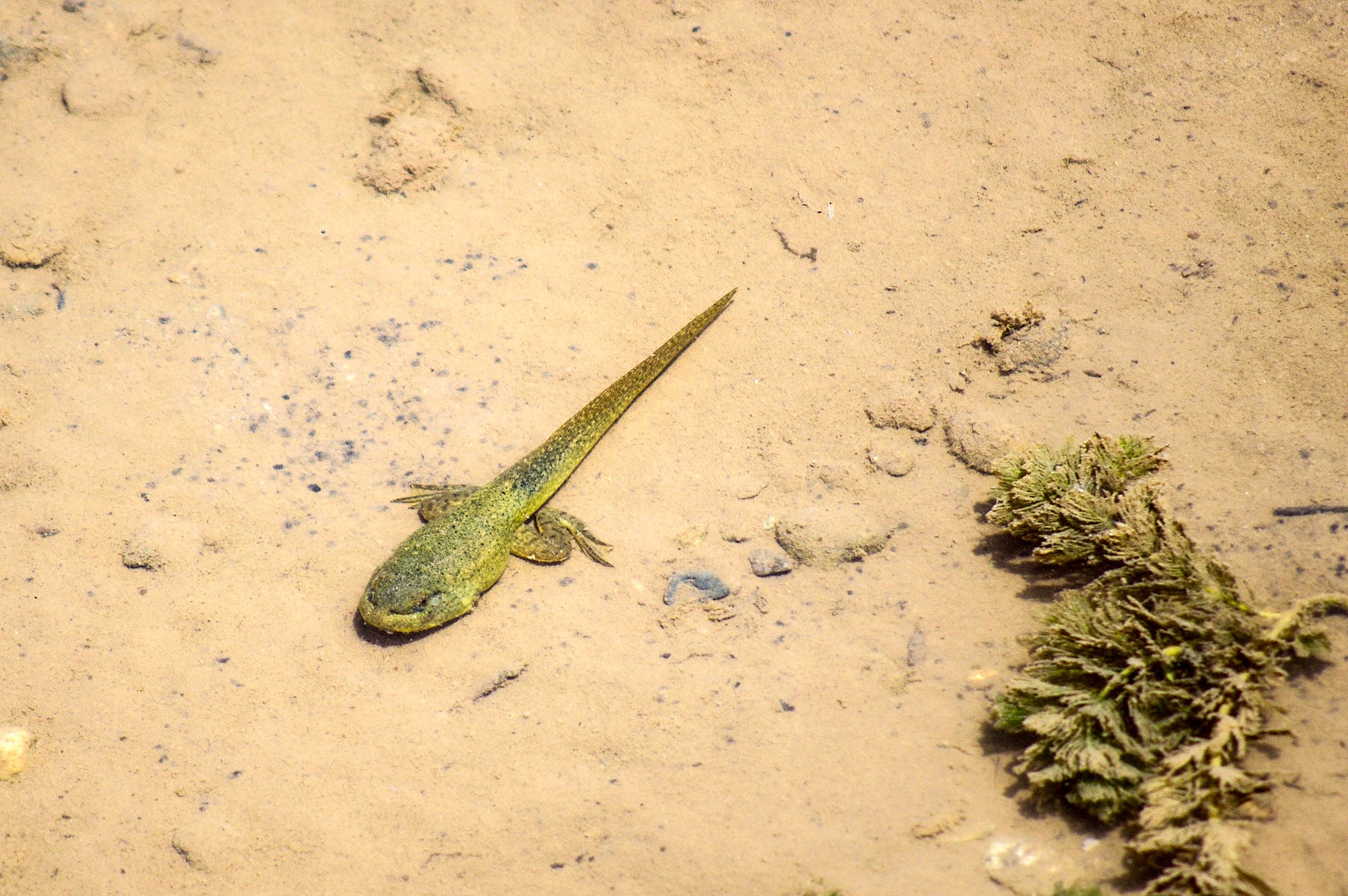 Soul Map - by John Hamilton Farr - GODDAMN BUFFALO