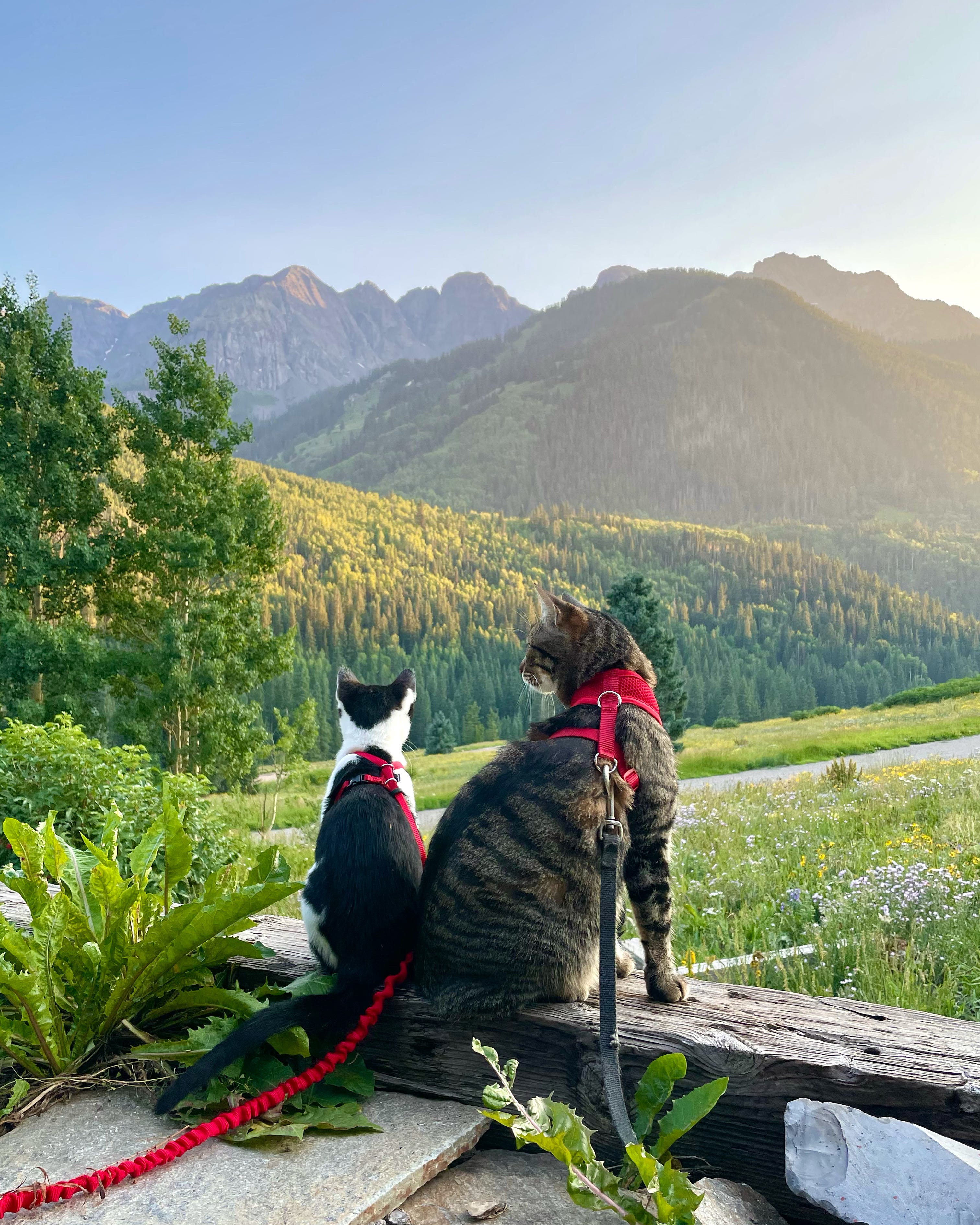 What changed? - #46 - by Kelton Wright - Shangrilogs