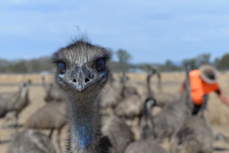 Covid-19 drives emu farm expansion - Rural Review