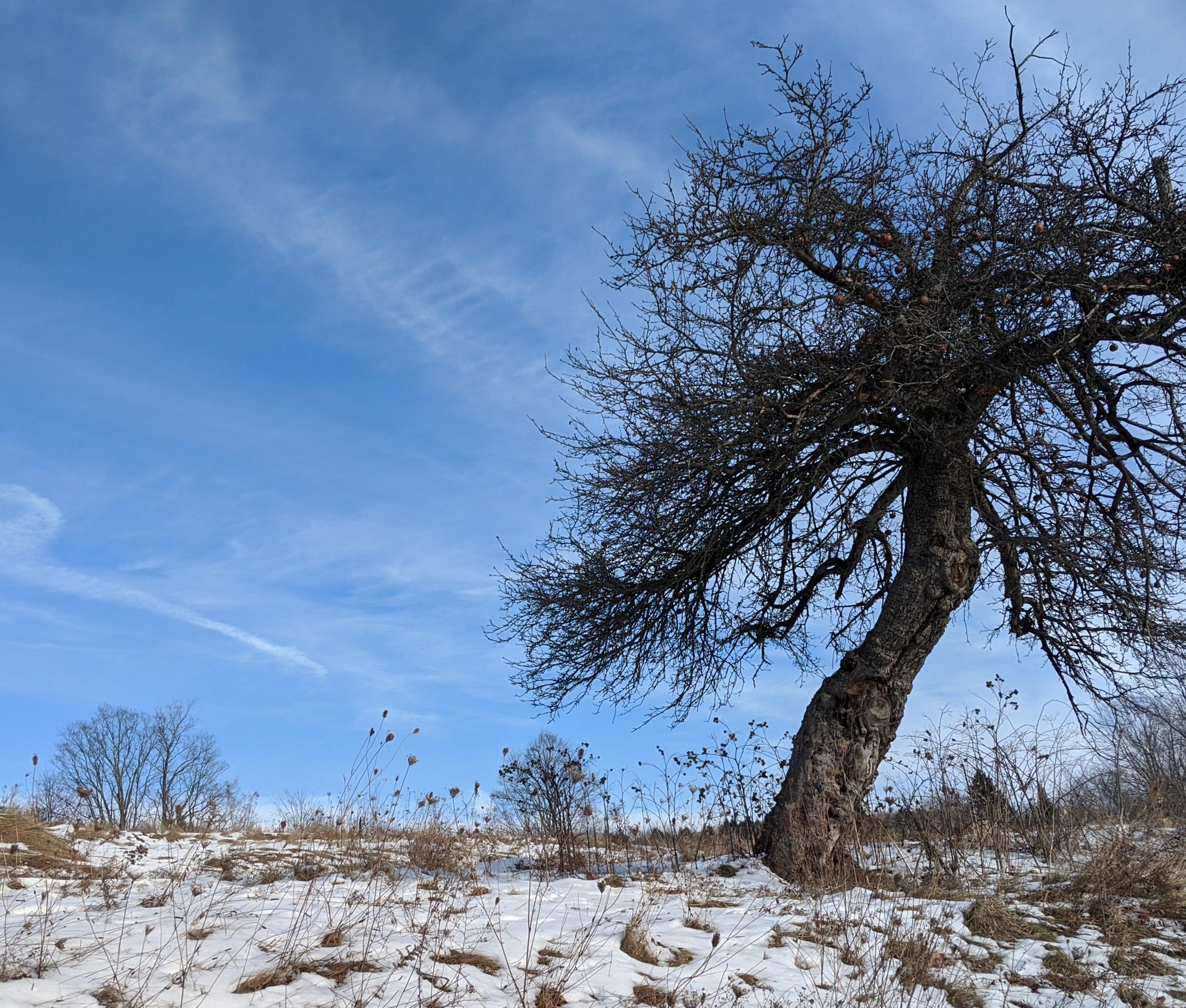 A tree dies in Windham - by James Sigman - A Trifle Further