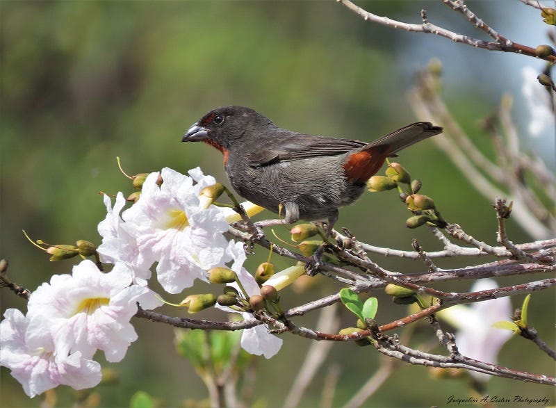 Anguilla Backyard Birding - Part 3 - by Jackie Cestero