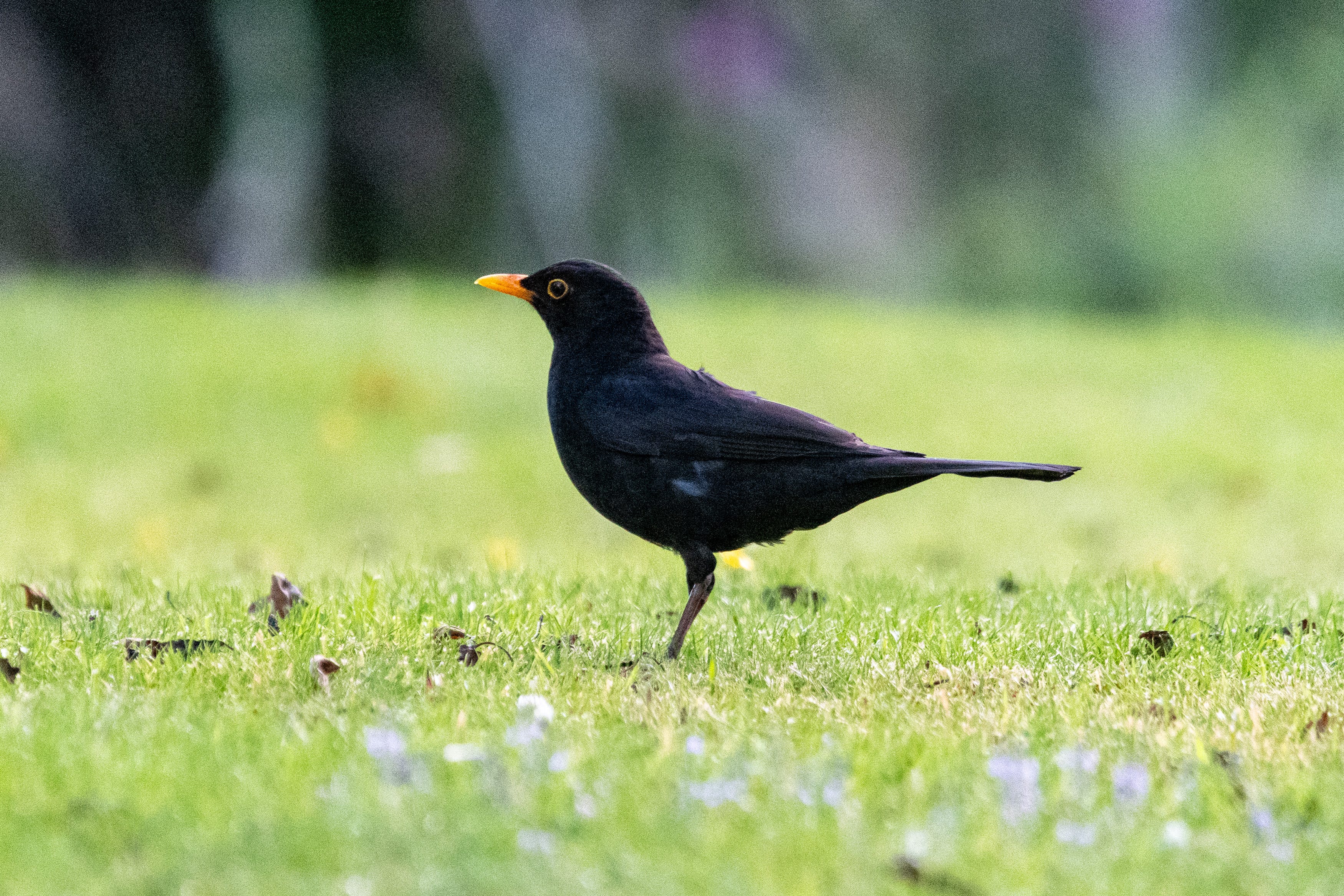Lochs - by Caleb Crain - Leaflet