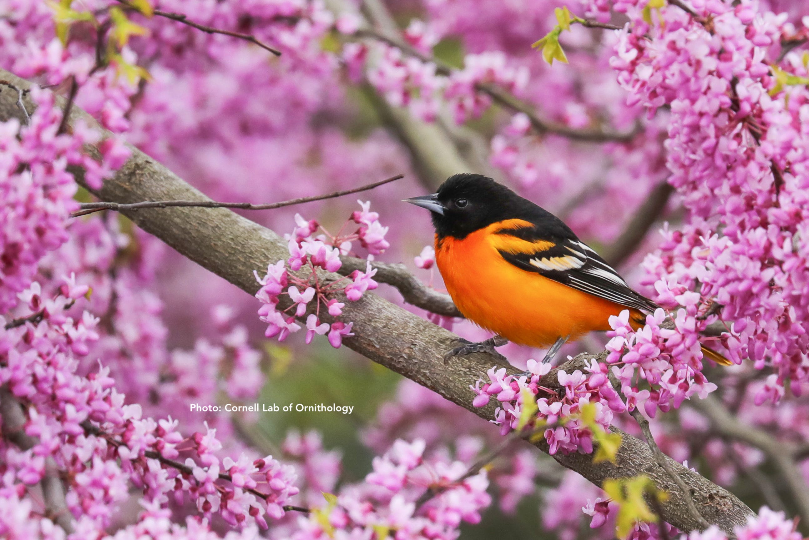 Seven show-stopping Midwestern bird species - by Bob Dolgan