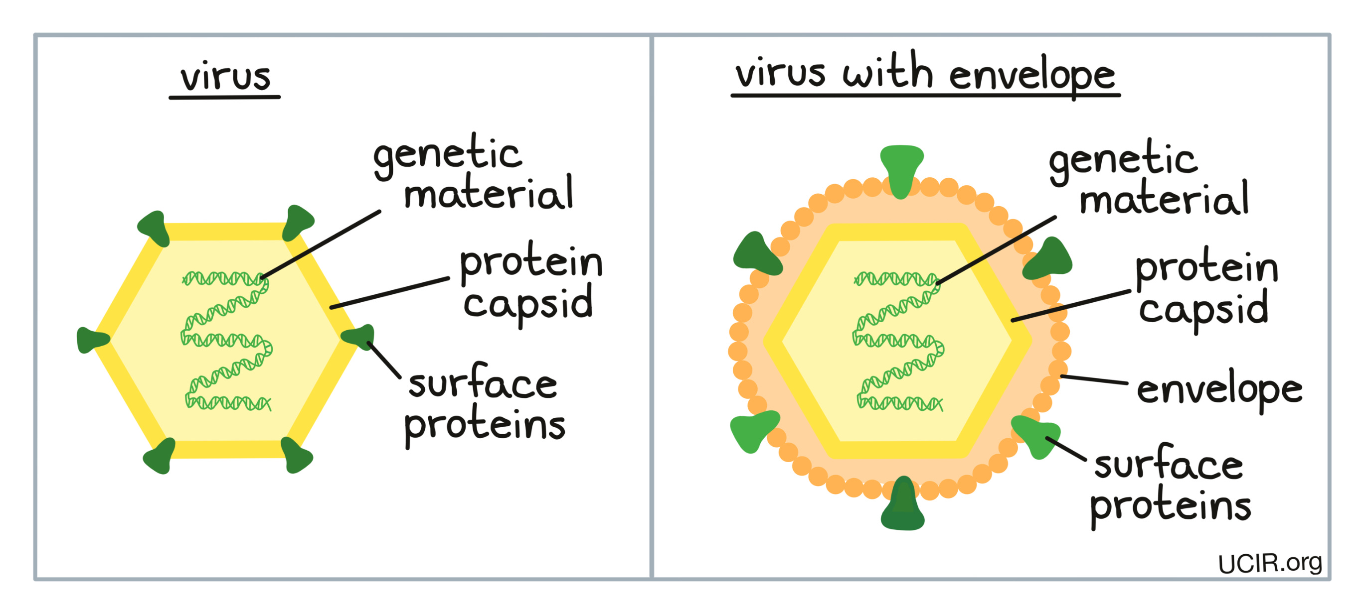 A primer on virology and epidemiology